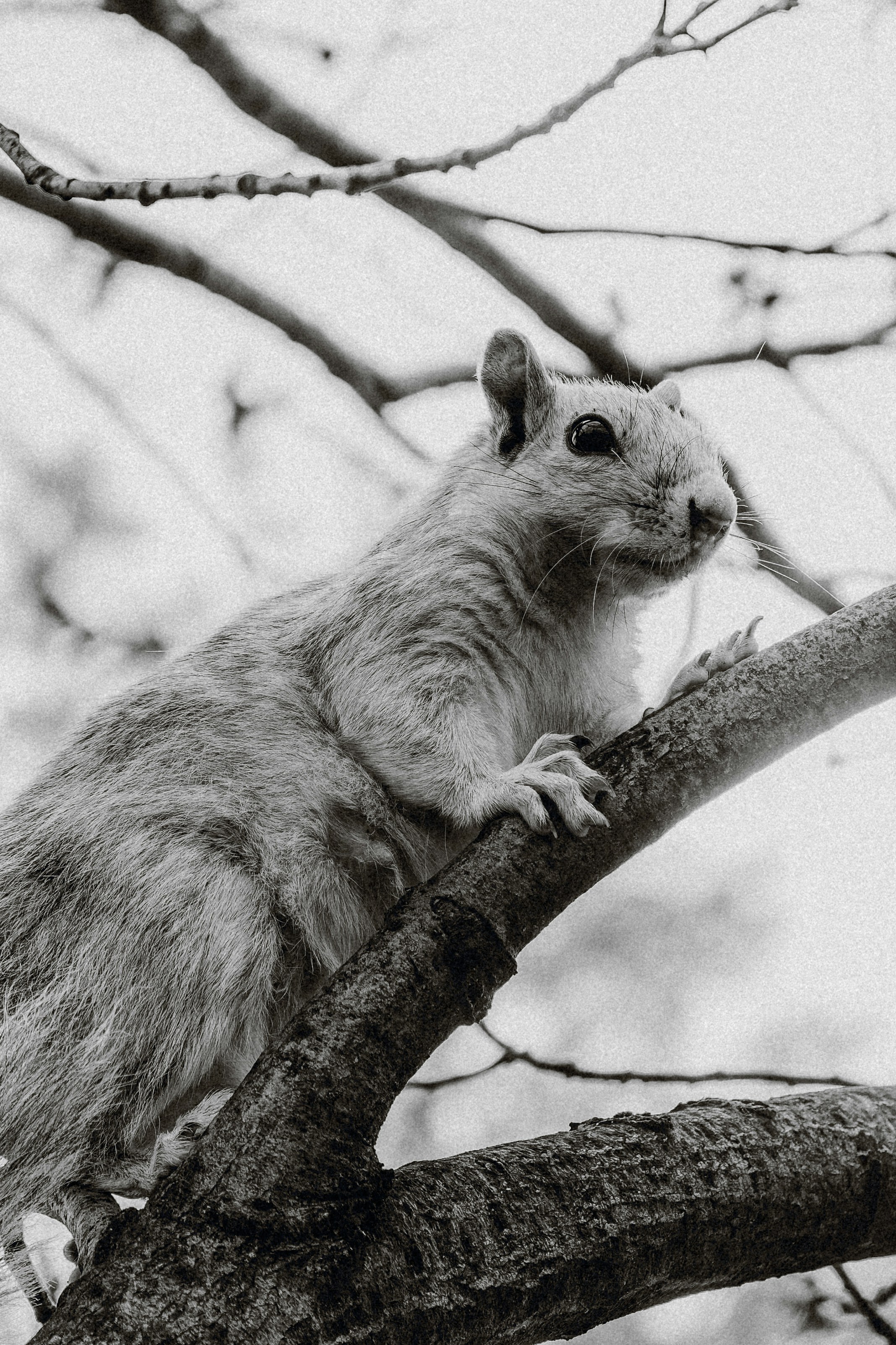 A Quiet Pause on a Gnarled Branch