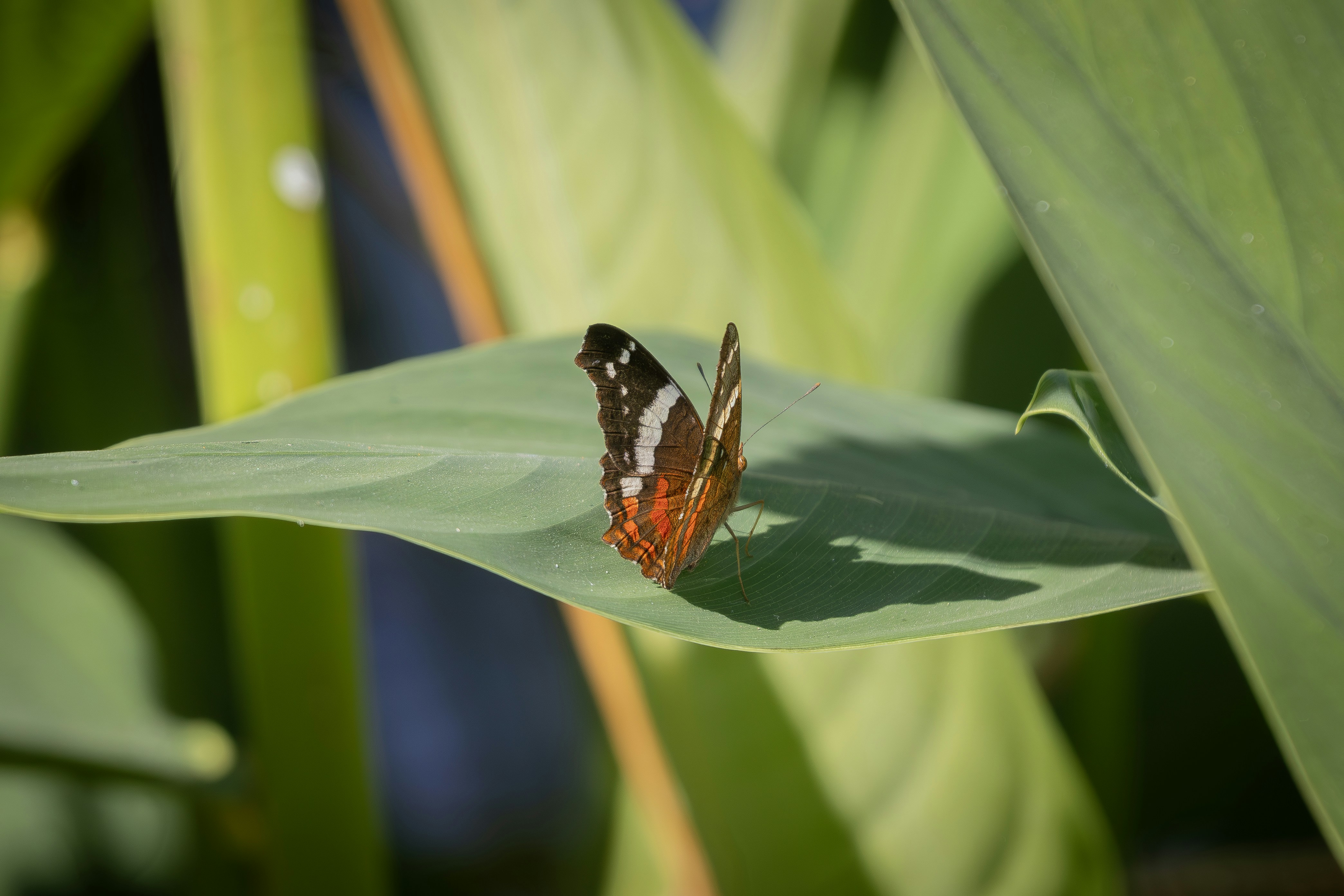 Butterfly on a Leaf: A Moment of Color Amid Broad Foliage