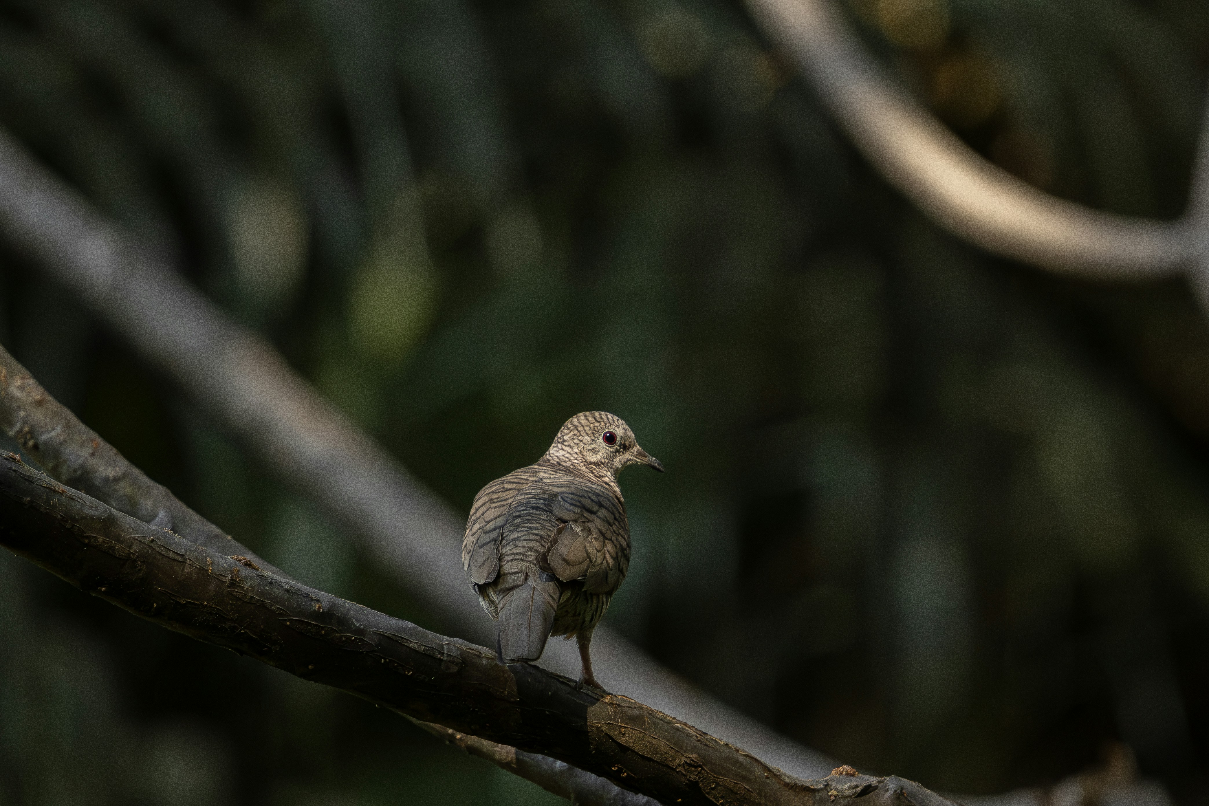 Solitary Ember on a Weathered Branch
