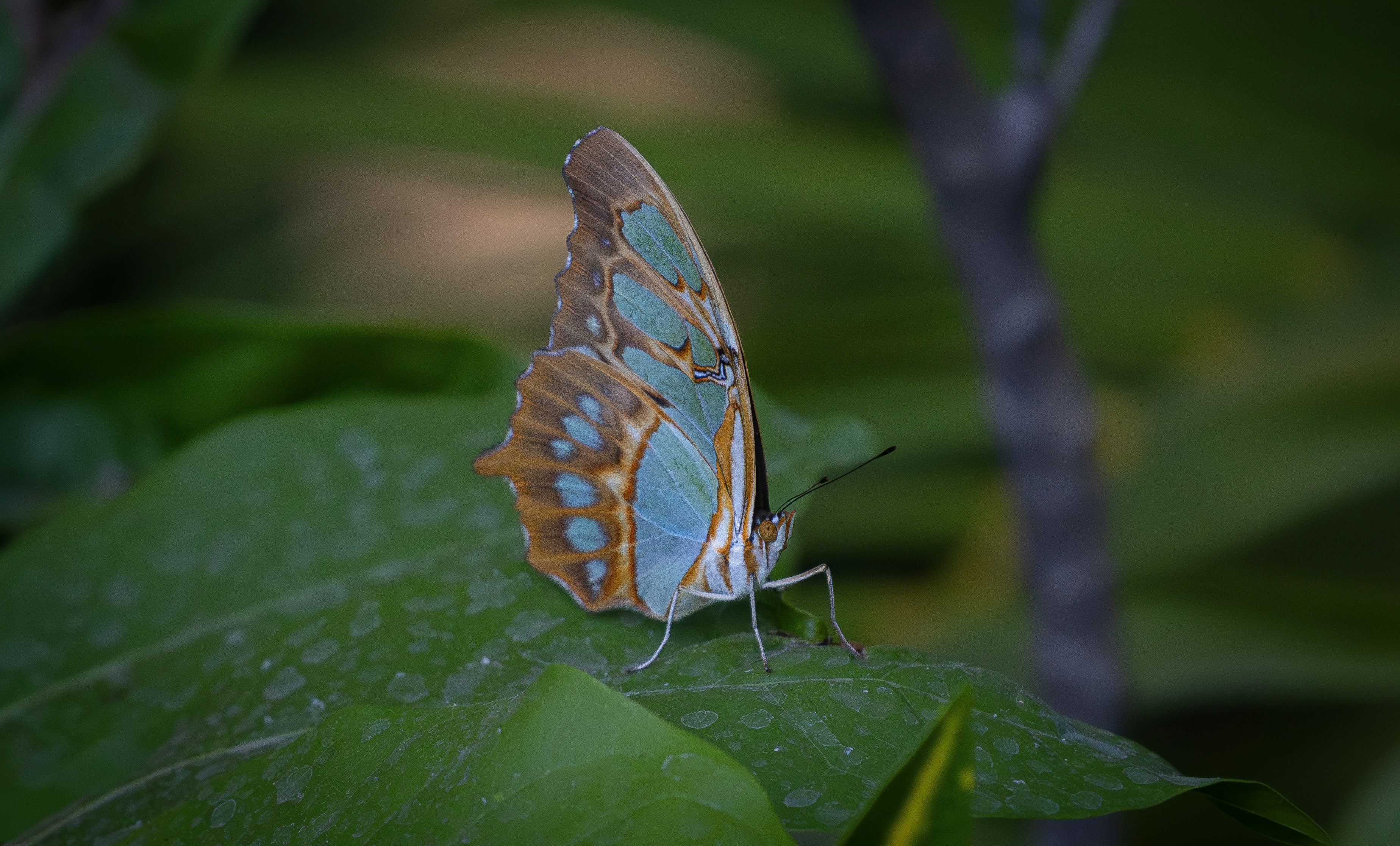 Azure-edged butterfly rests on a glossy leaf