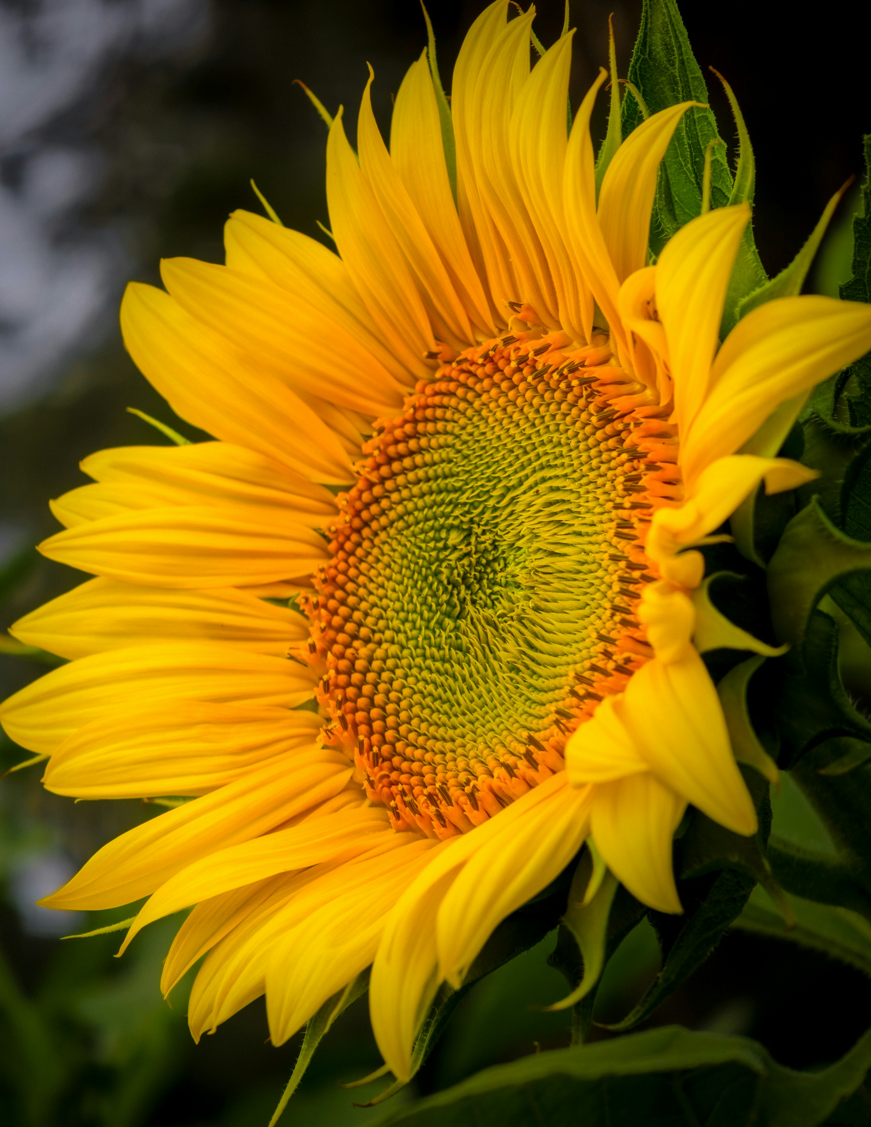 A bright yellow sunflower with green leaves