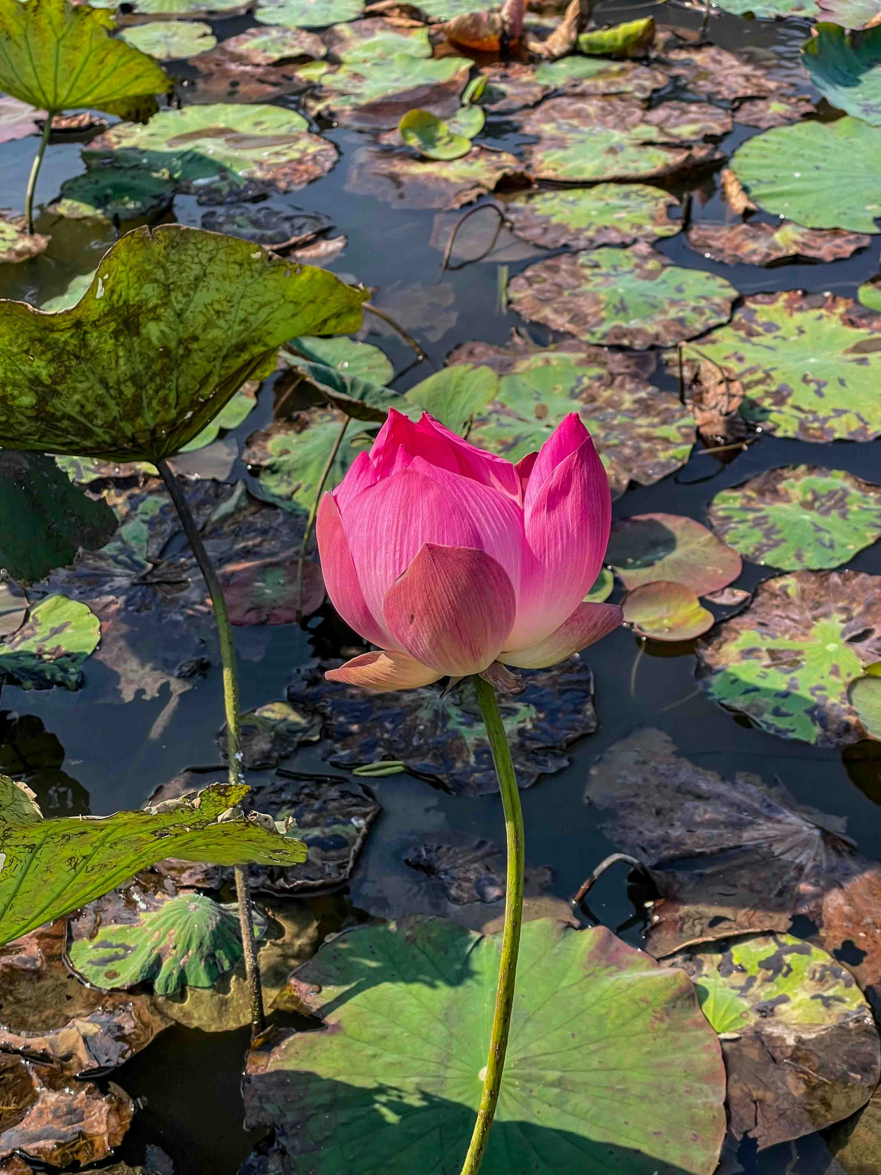 Single Pink Lotus Bud Rising Above a Quiet Pond