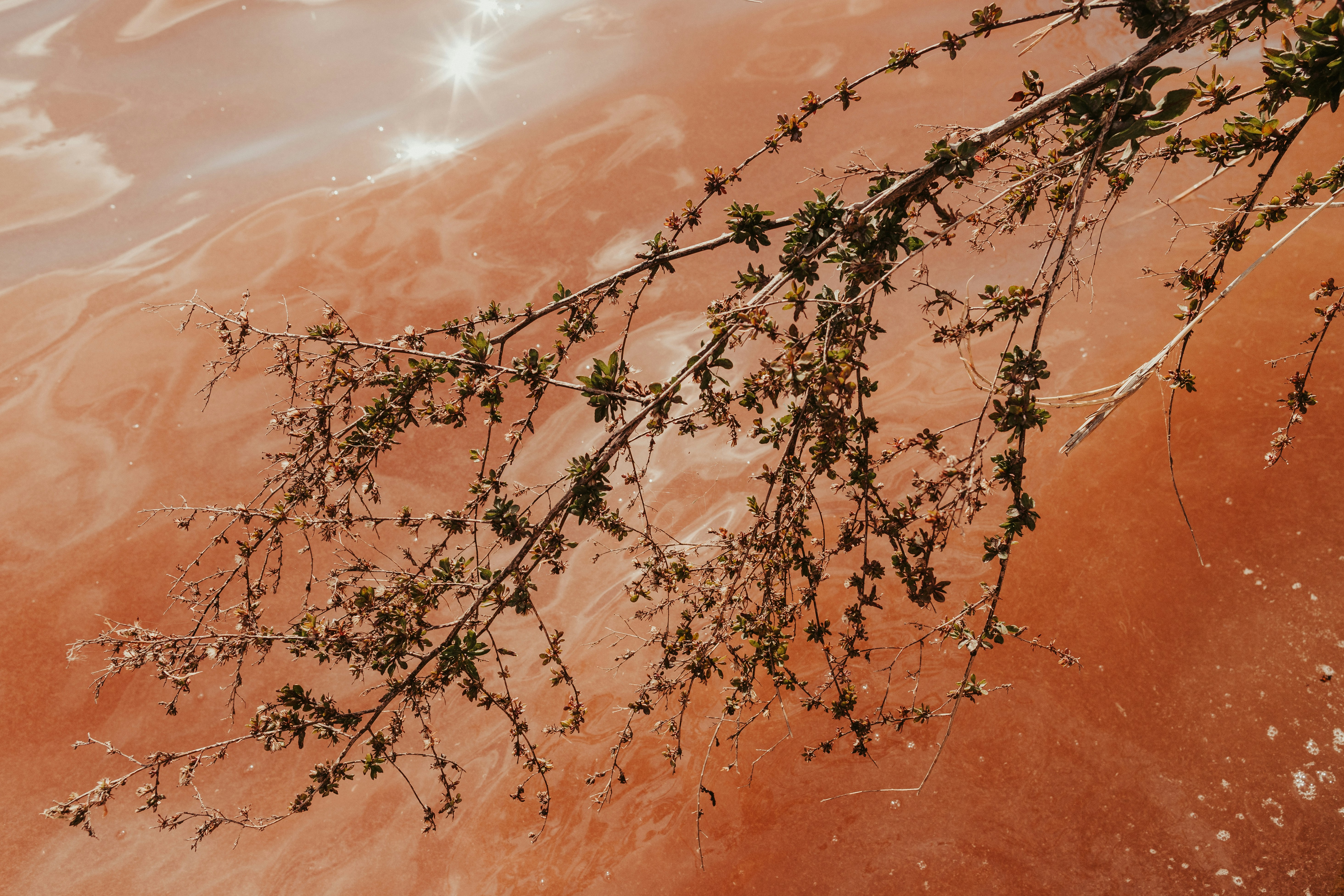 Branching Tangles Above a Muddy Sunset