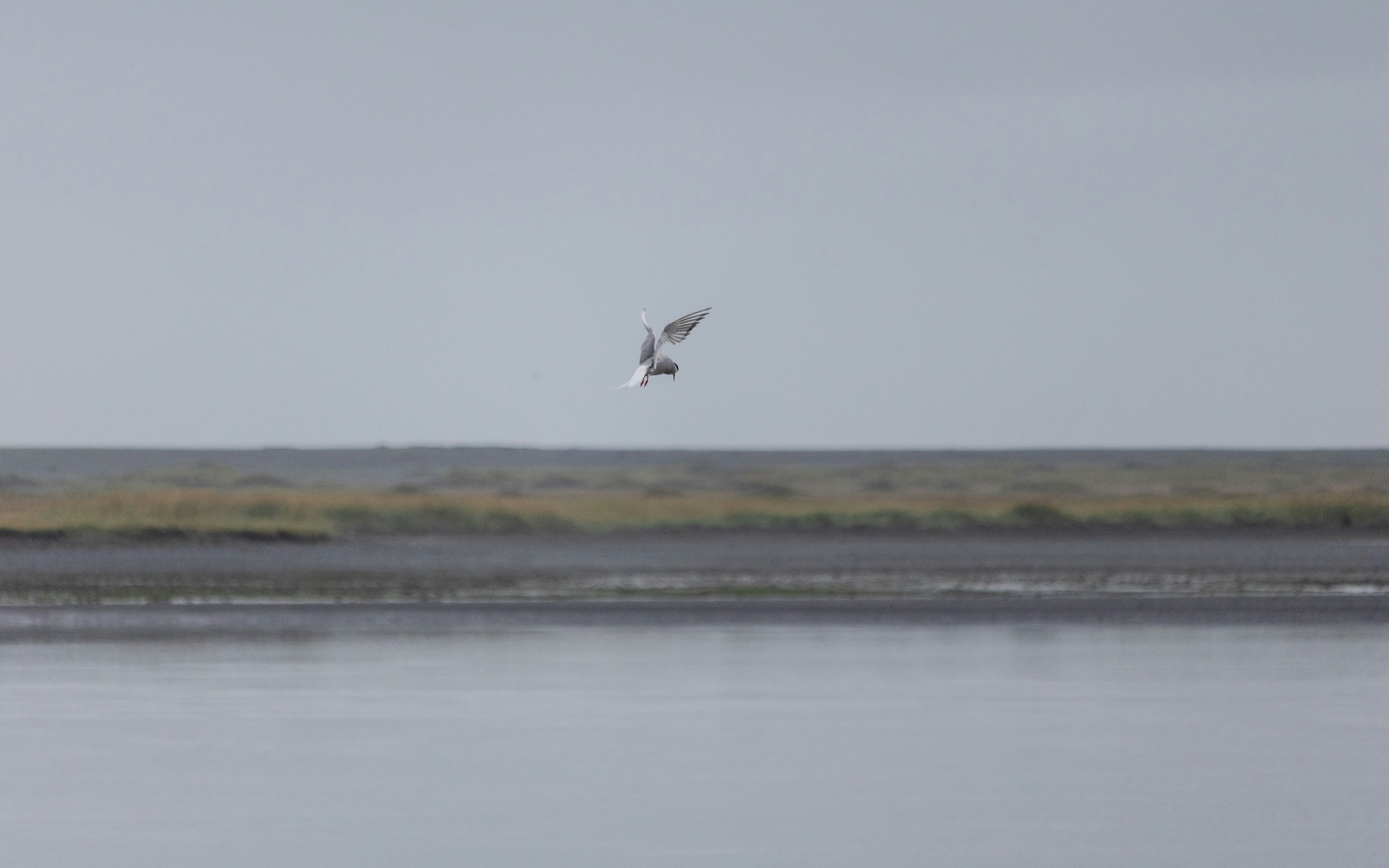 Winged Moment Over Calm Tidal Flats