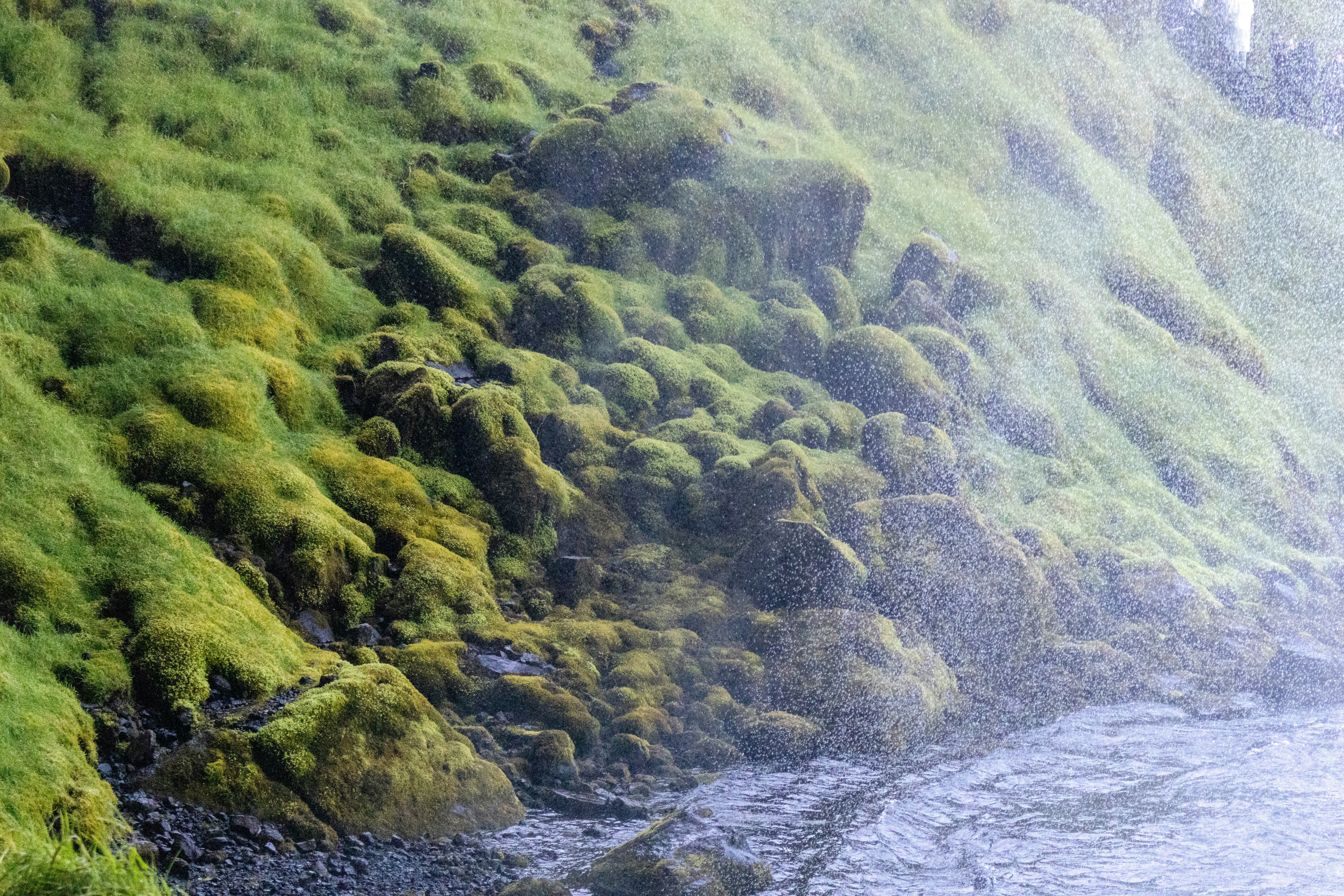 Mossy shoreline gradients meet quiet tidal light