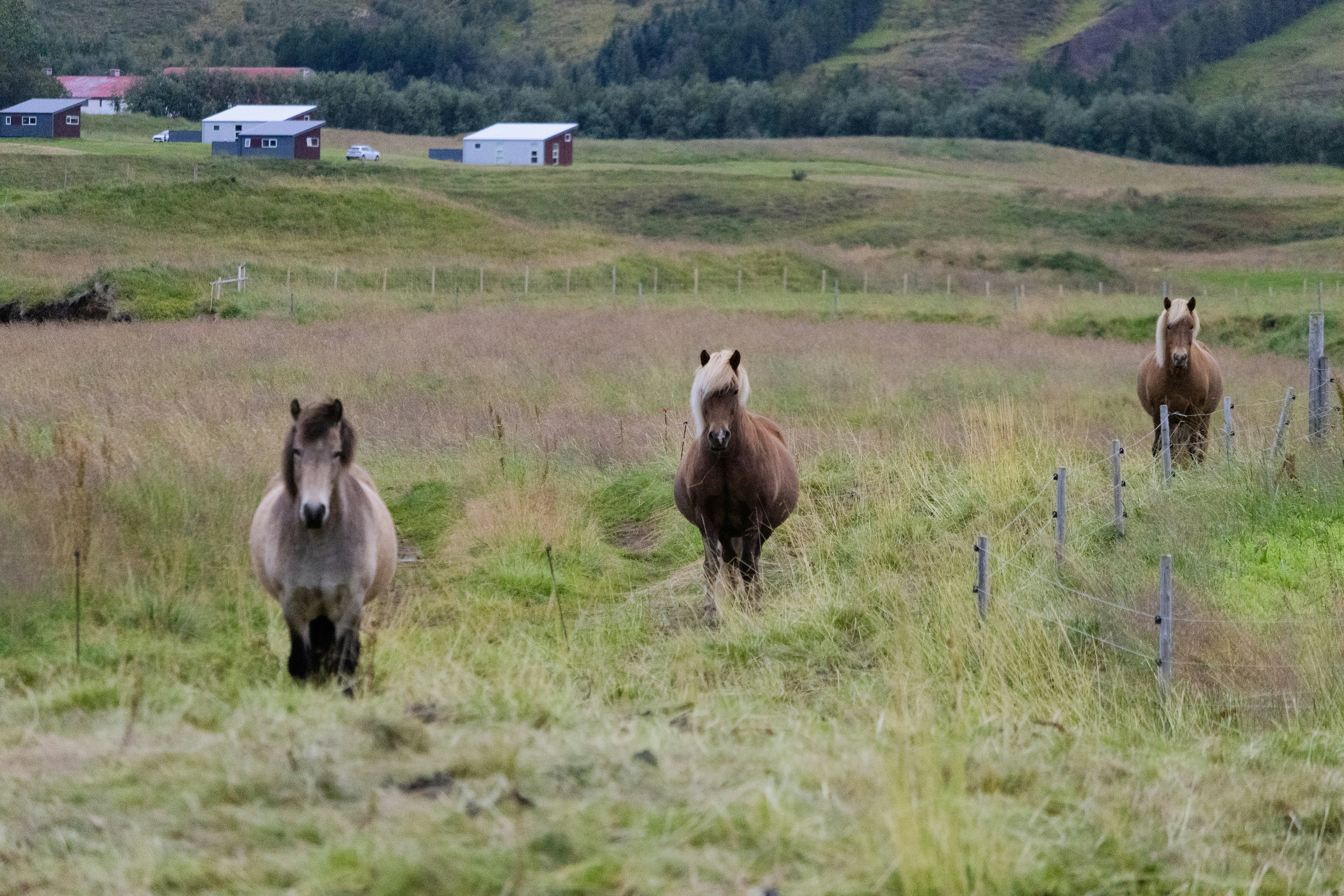 Three Couriers of the Grassland: A Herd of Horses on a Rolling Farm