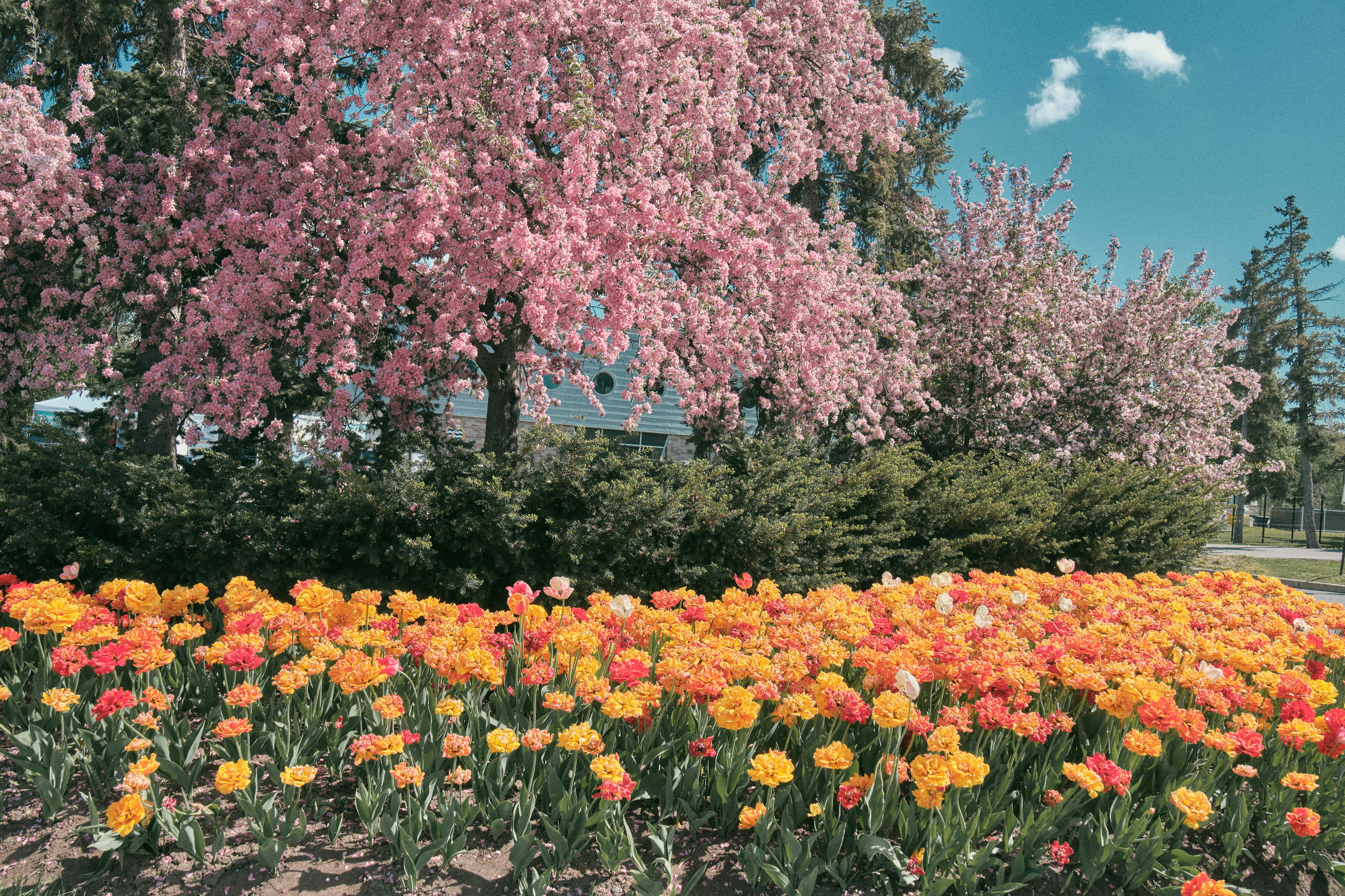 Blossoms at the Blooming Terrace