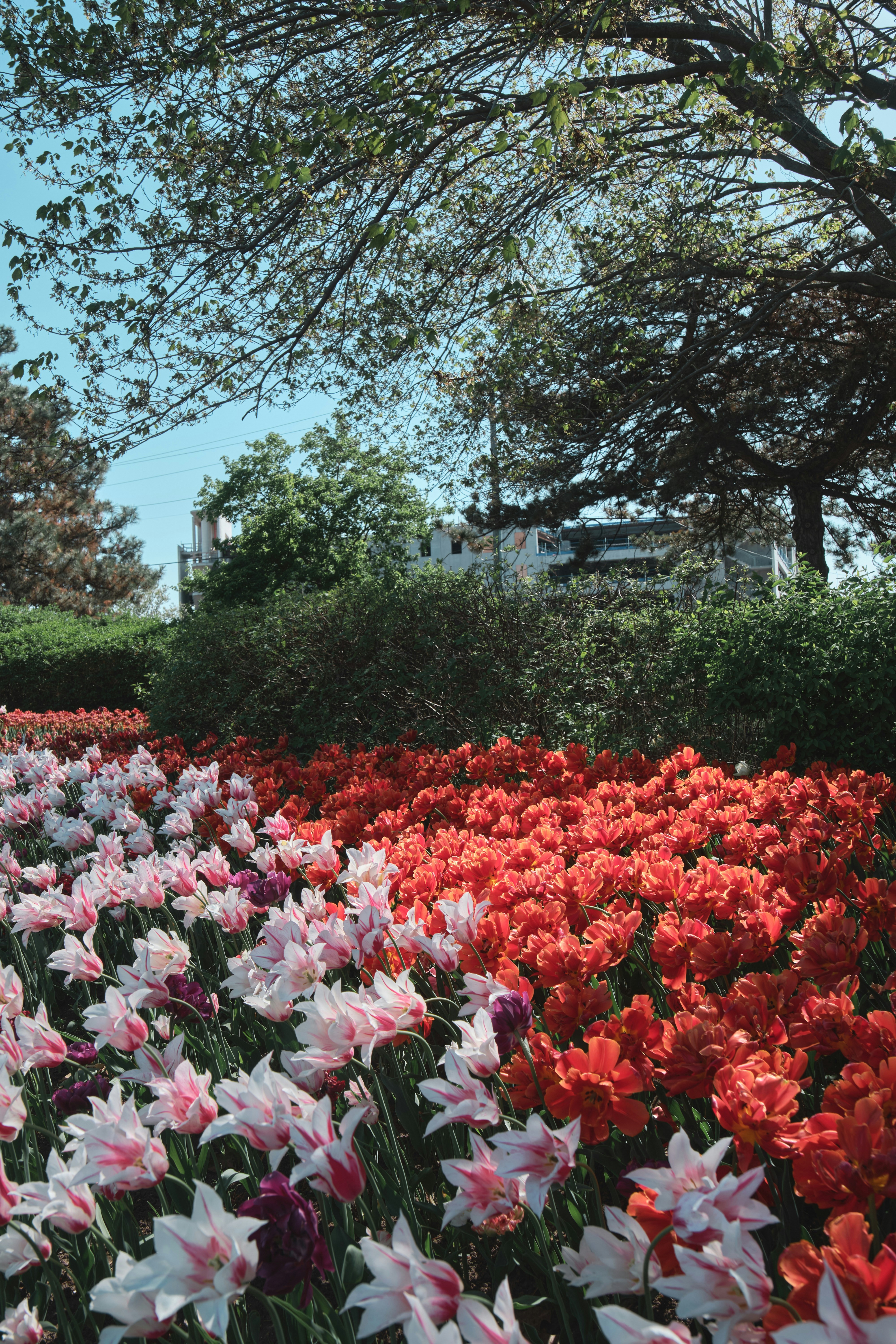 Ribbon of Tulips Under a Bright Sky