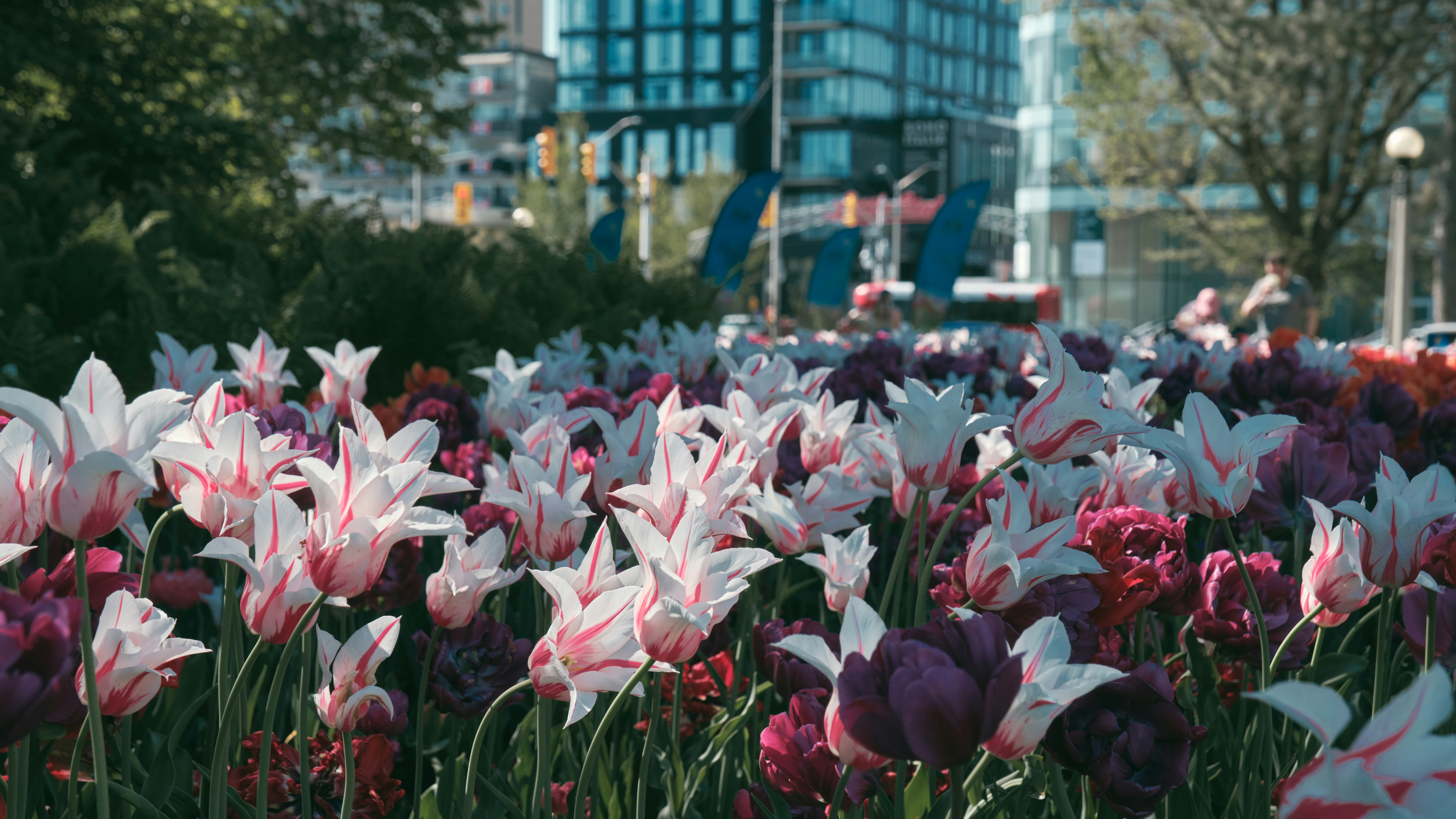 Urban Bloomscape: Neon City Behind a Sea of Petals