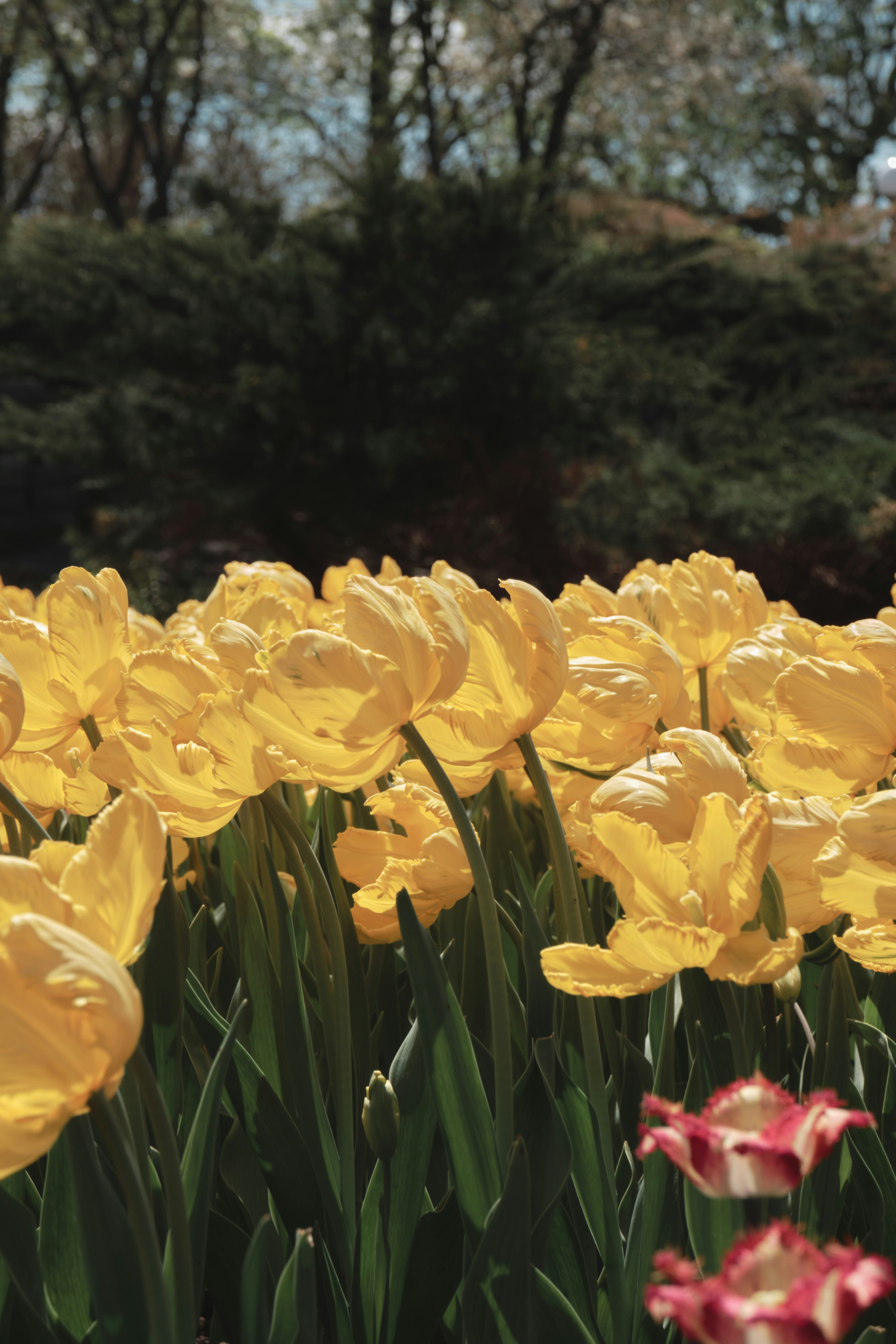 Golden Tulips in a Sunlit Sea