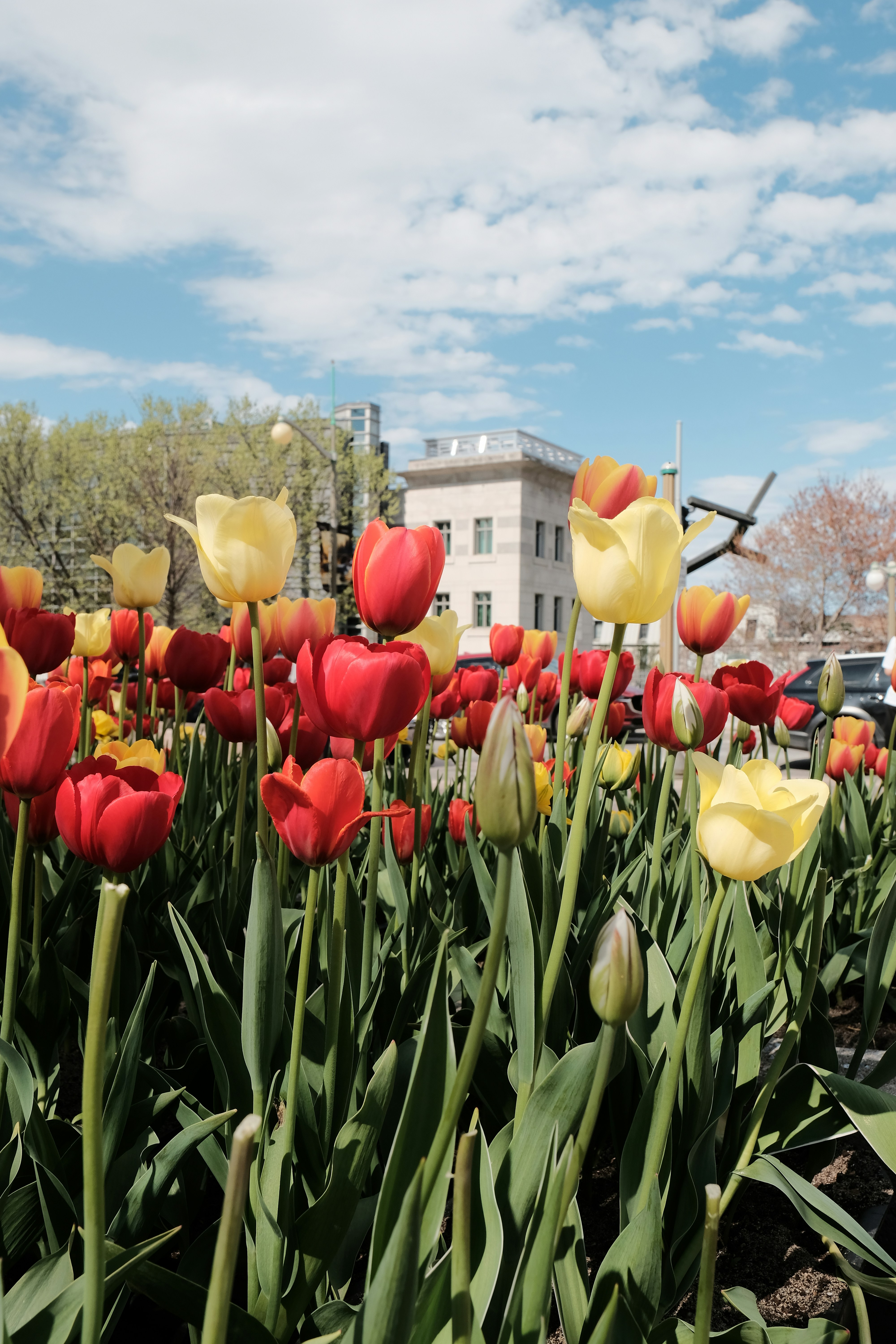 Vibrant Tulip Field Against Urban Backdrop