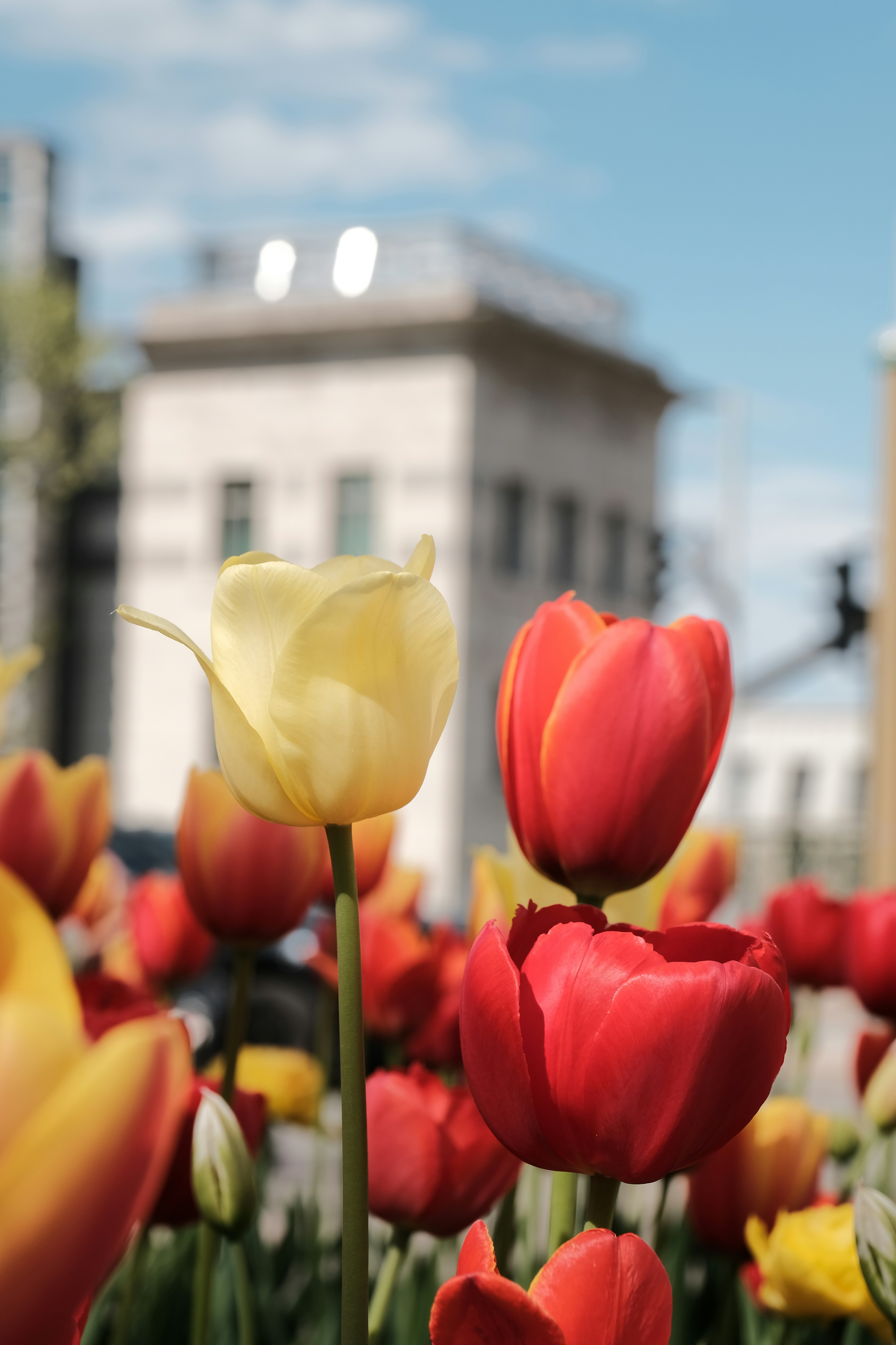 Tulip Parade Under a City Skyline