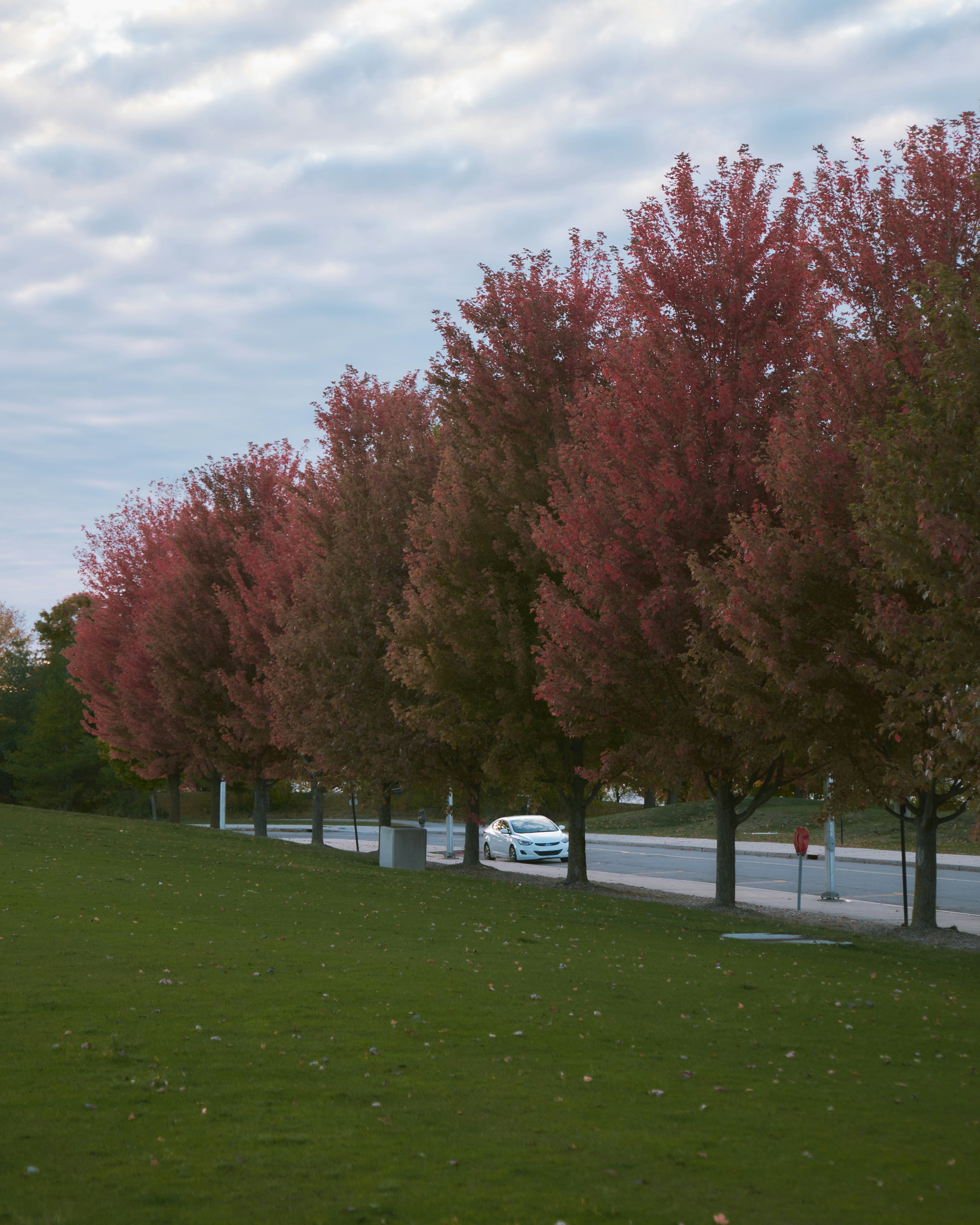 Row of Crimson Canopy Over a Quiet Park Road