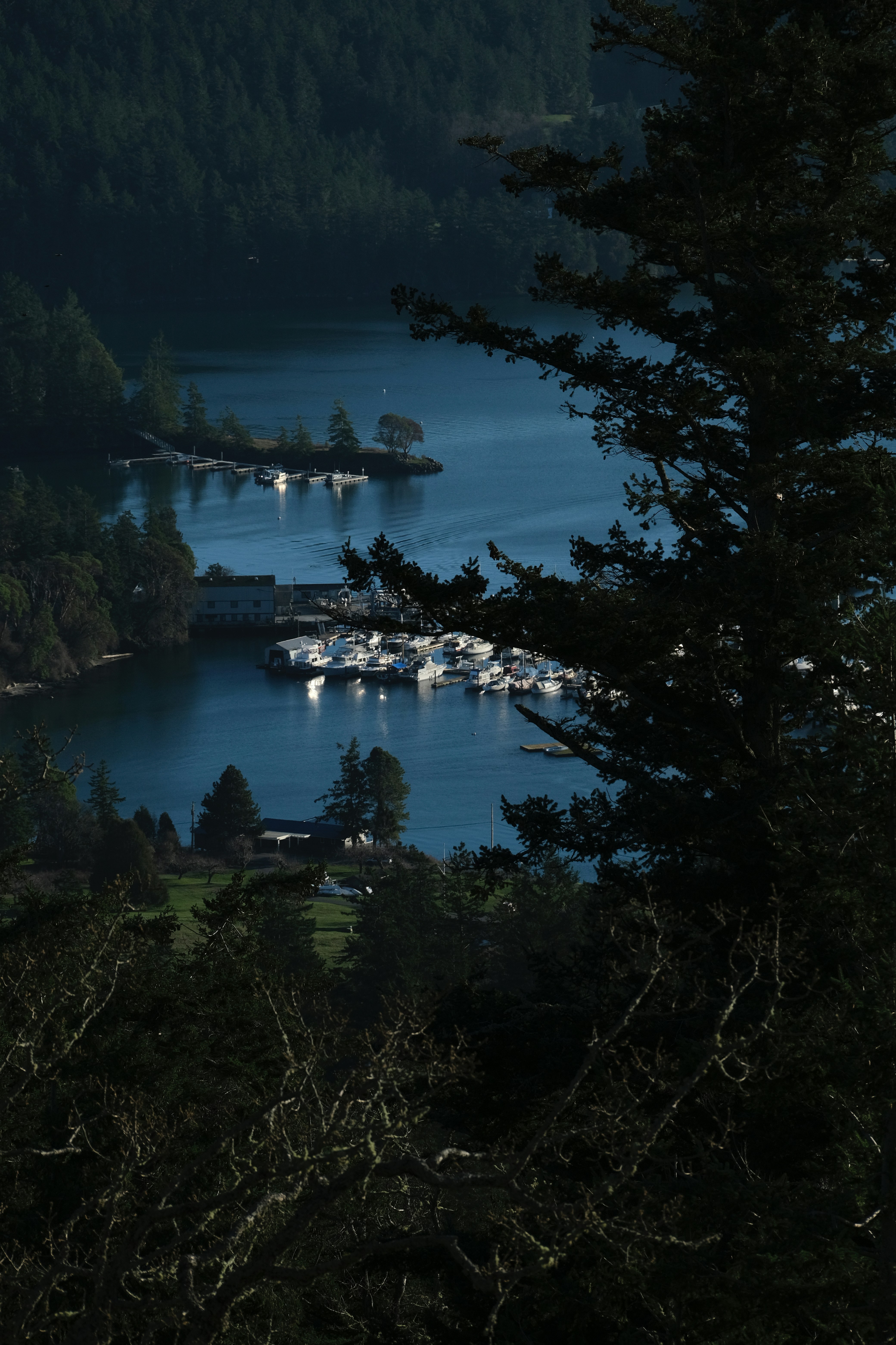 Hidden Marina Between Pines: A Lakeside Sip of Quiet