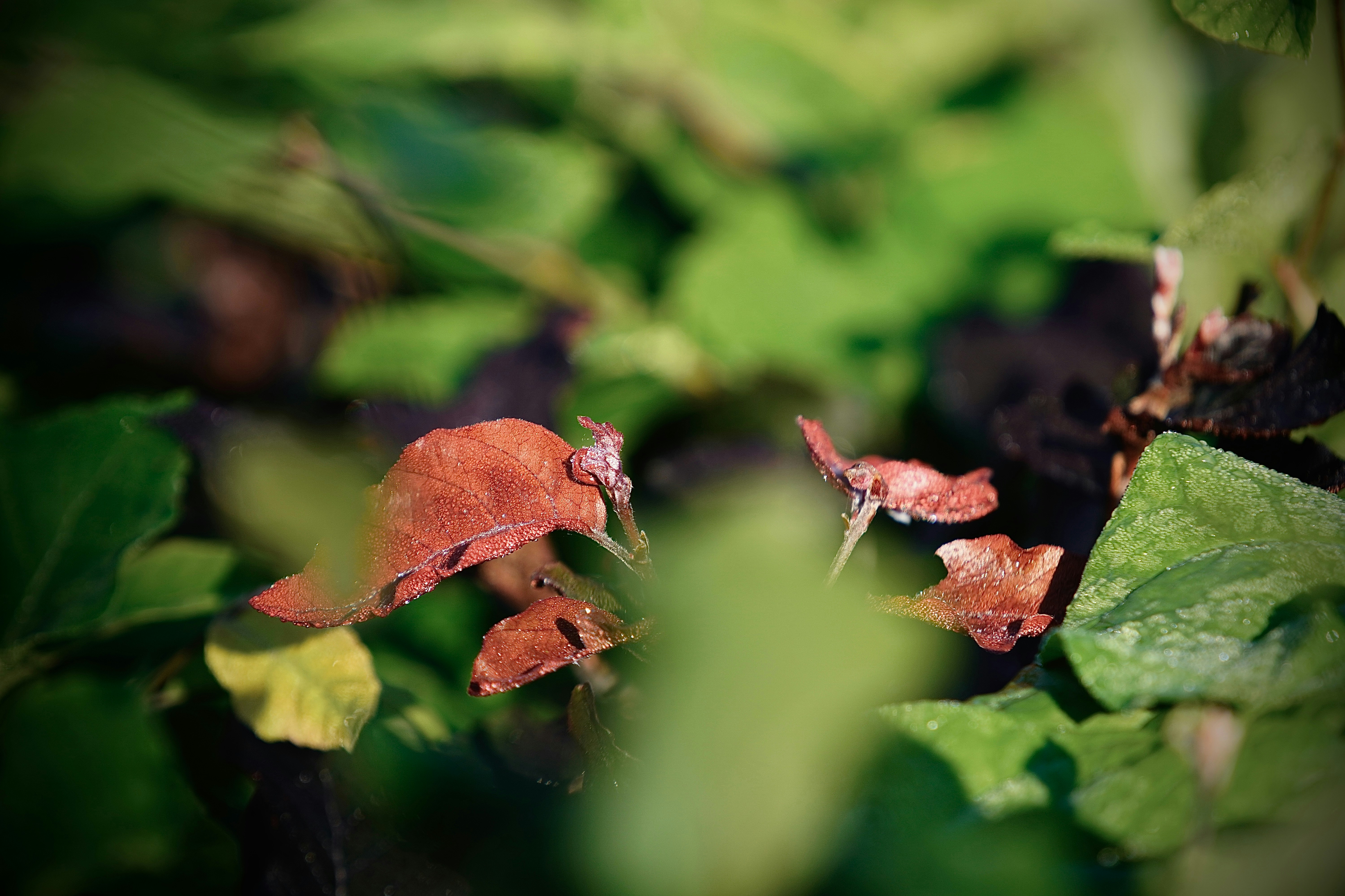 Crimson Leaf Nestled Among Quiet Greenery