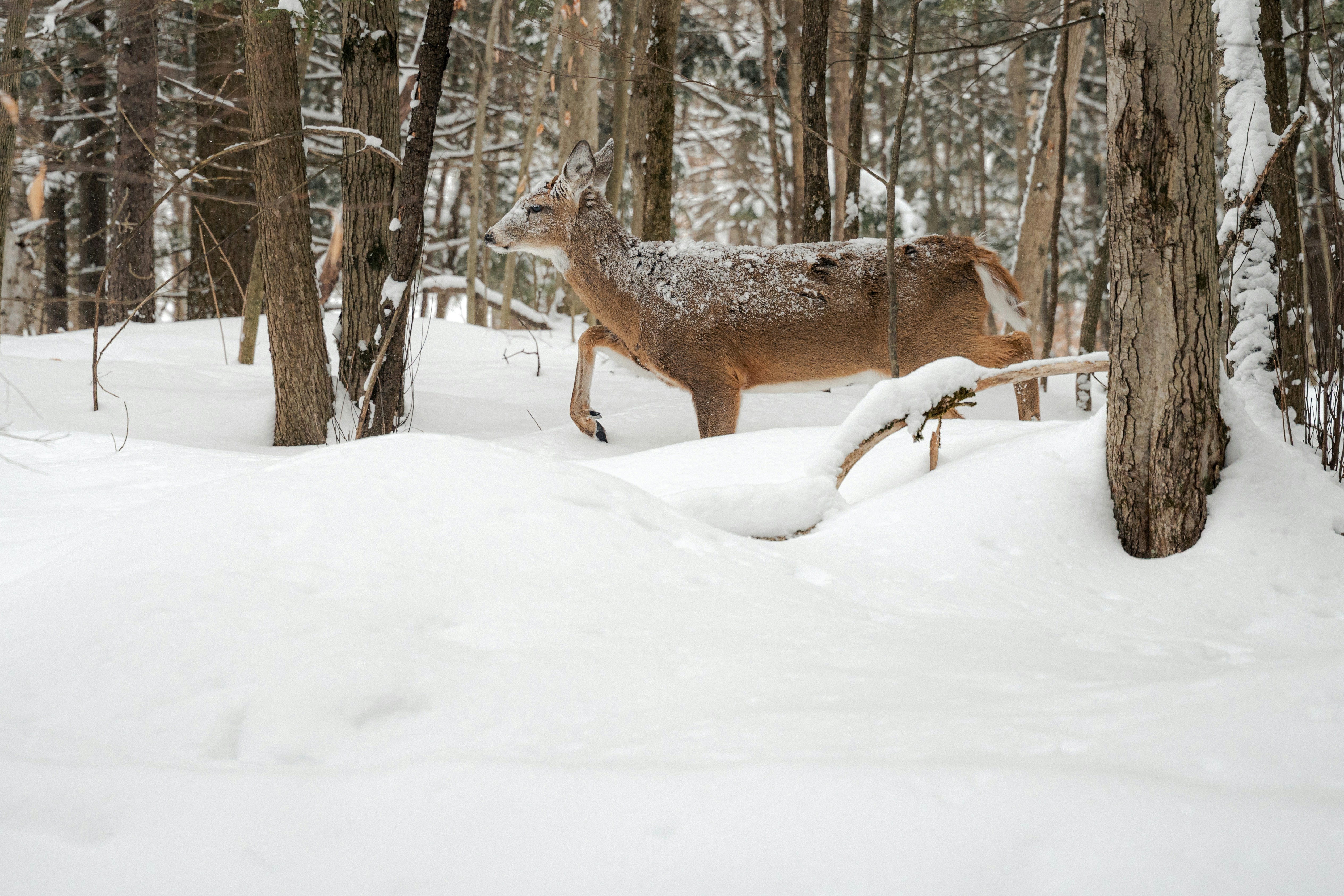 Winter Stalking through Silent Pines: A Deer Pause