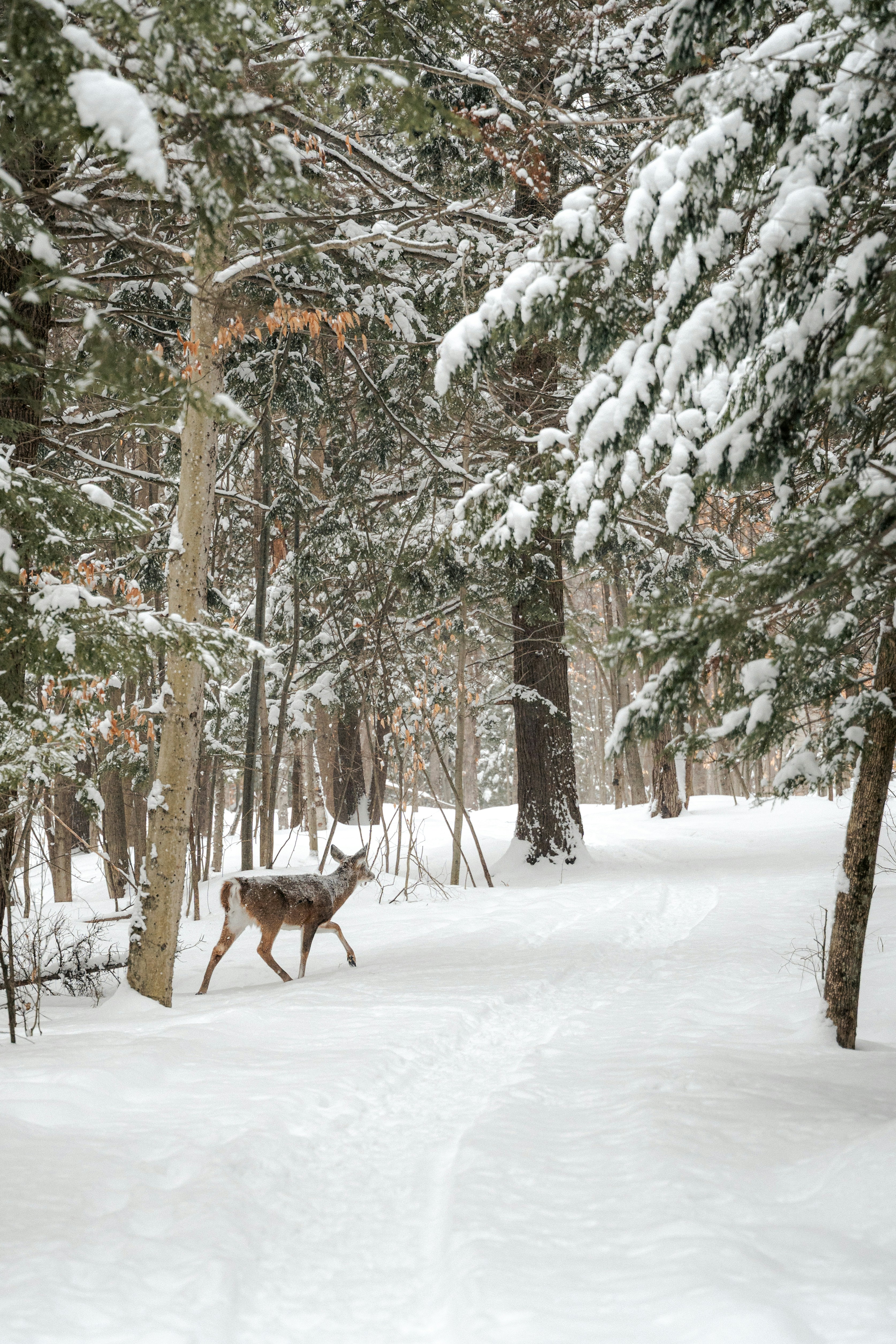 Winter Wanderer: A Deer Traverses a Snow-Blanketed Forest Path