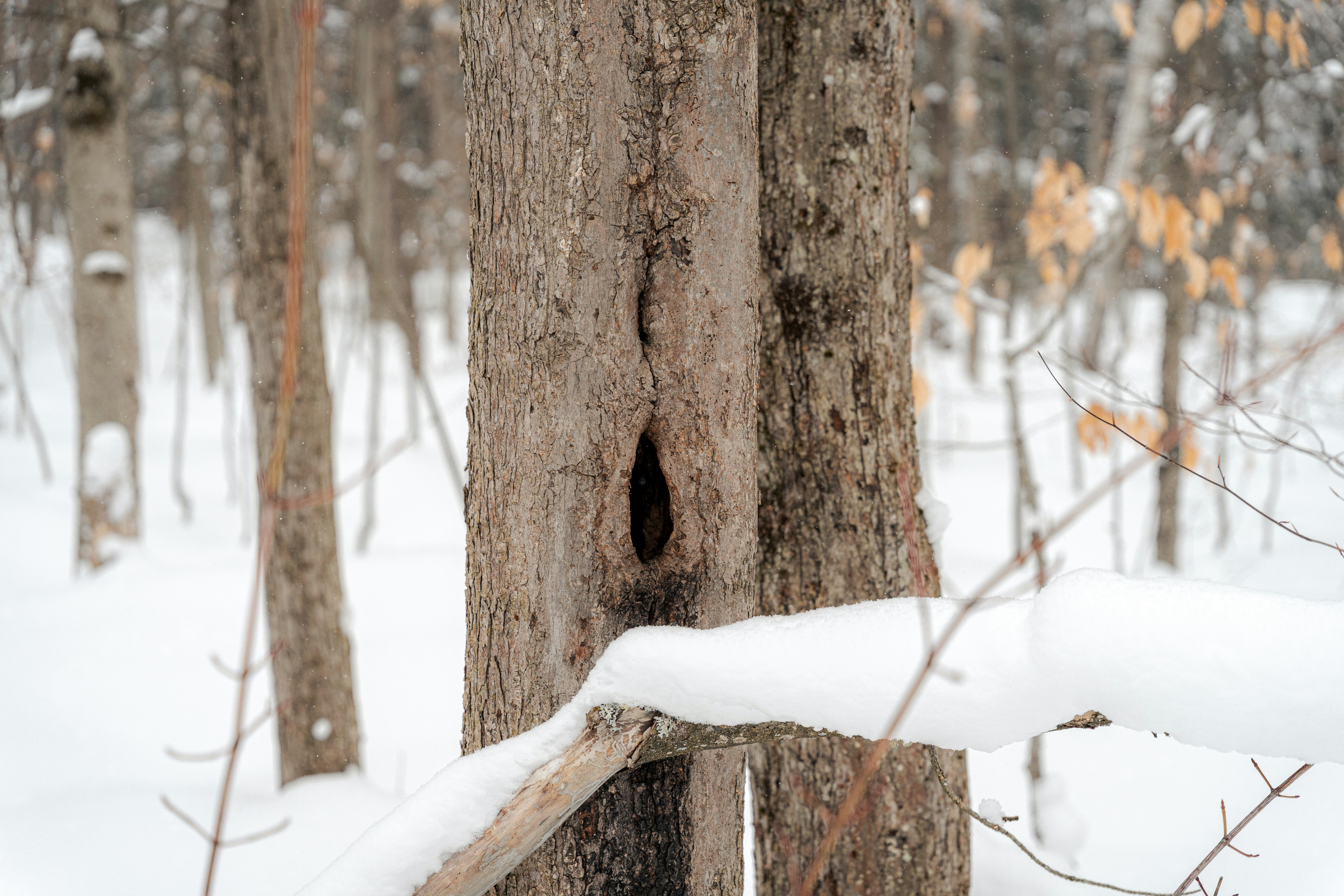 Snowbound Sentinel: A Knot of Tree Amidst Quiet Pines