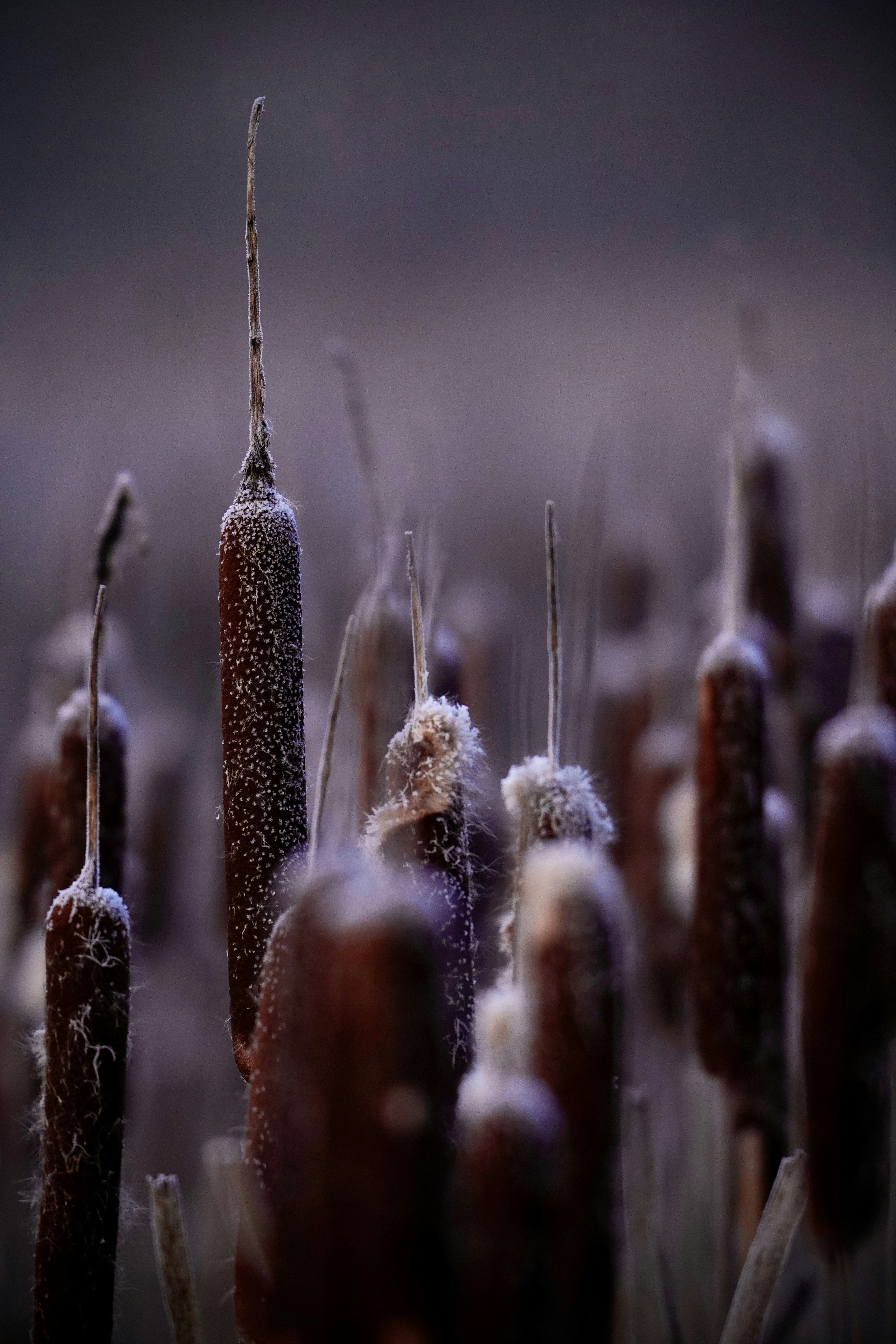 Frost-Tinged cattails: a quiet dawn in the marsh