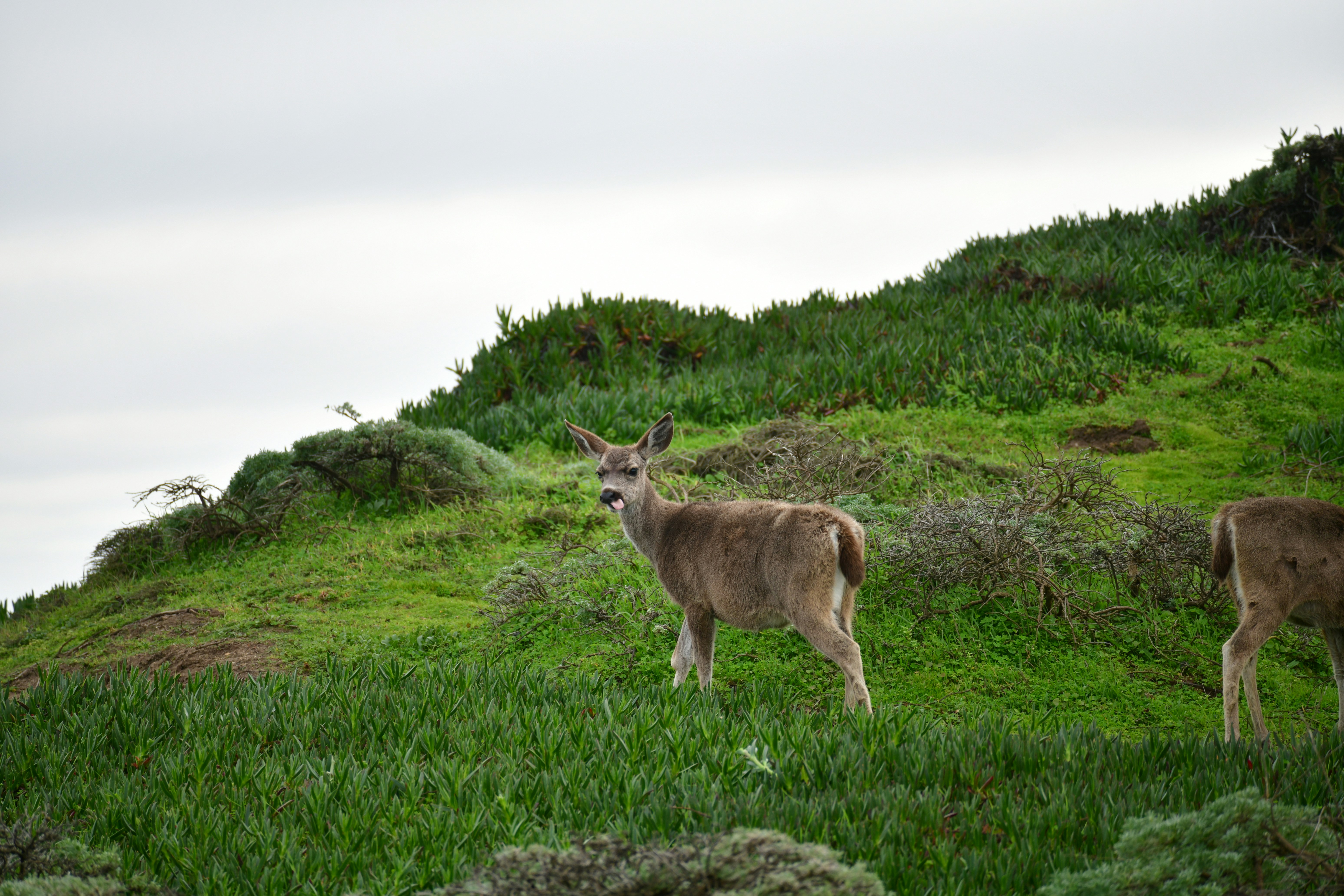 Grazing Spotlight: A lone antelope on windswept green hills