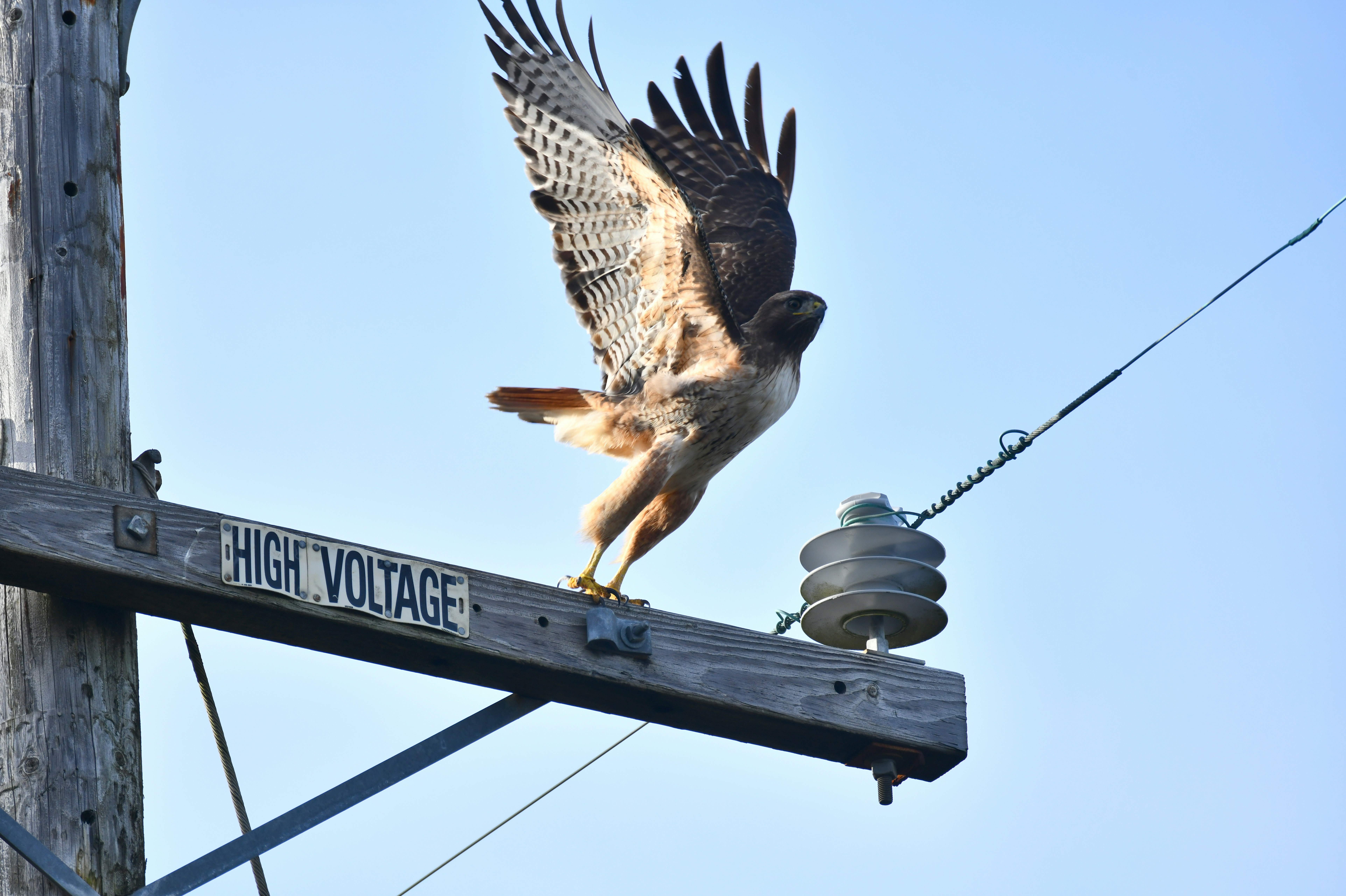 Hawk in Flight Toward a Power Pole