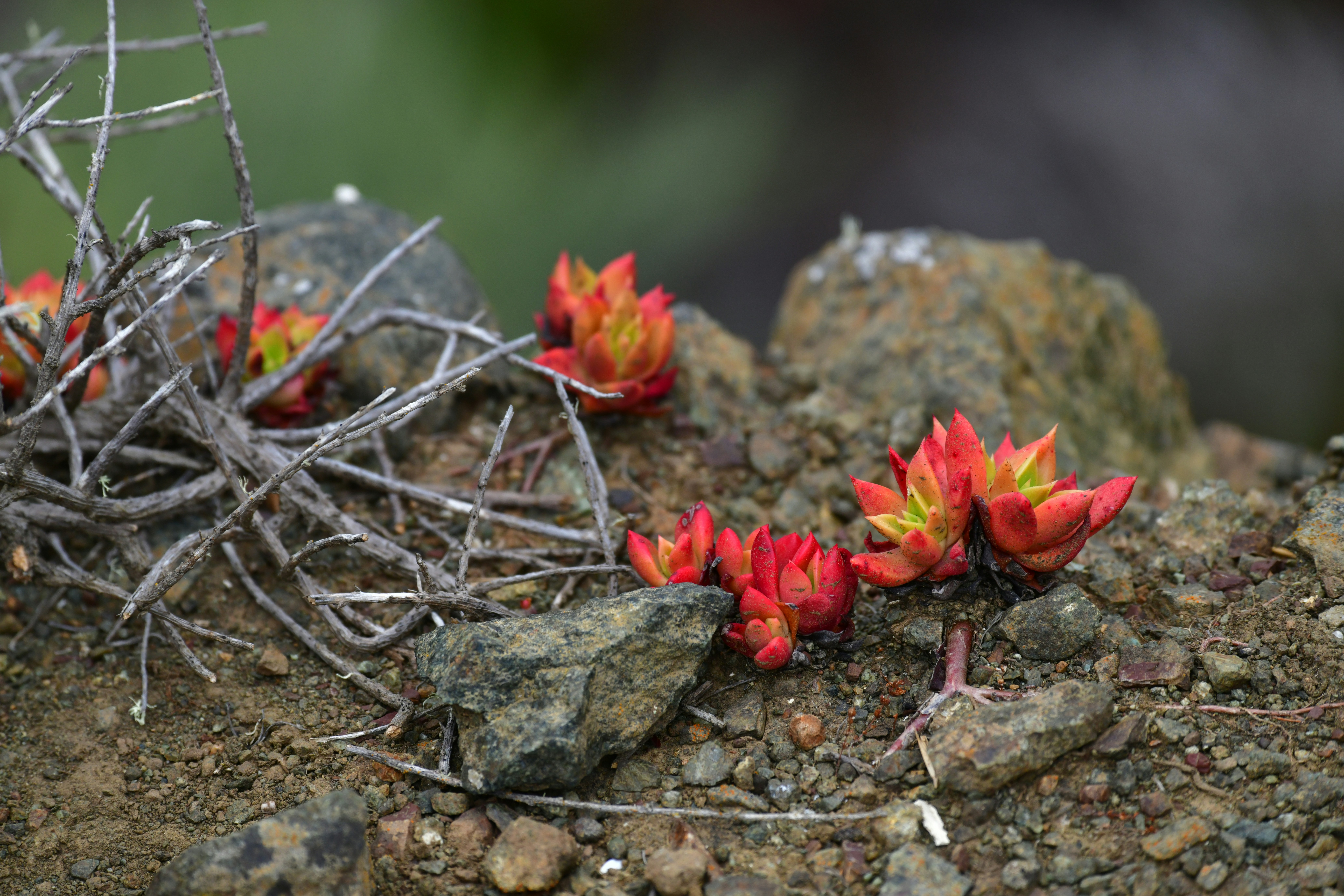 Red Succulent Bloom on Rough Terrain