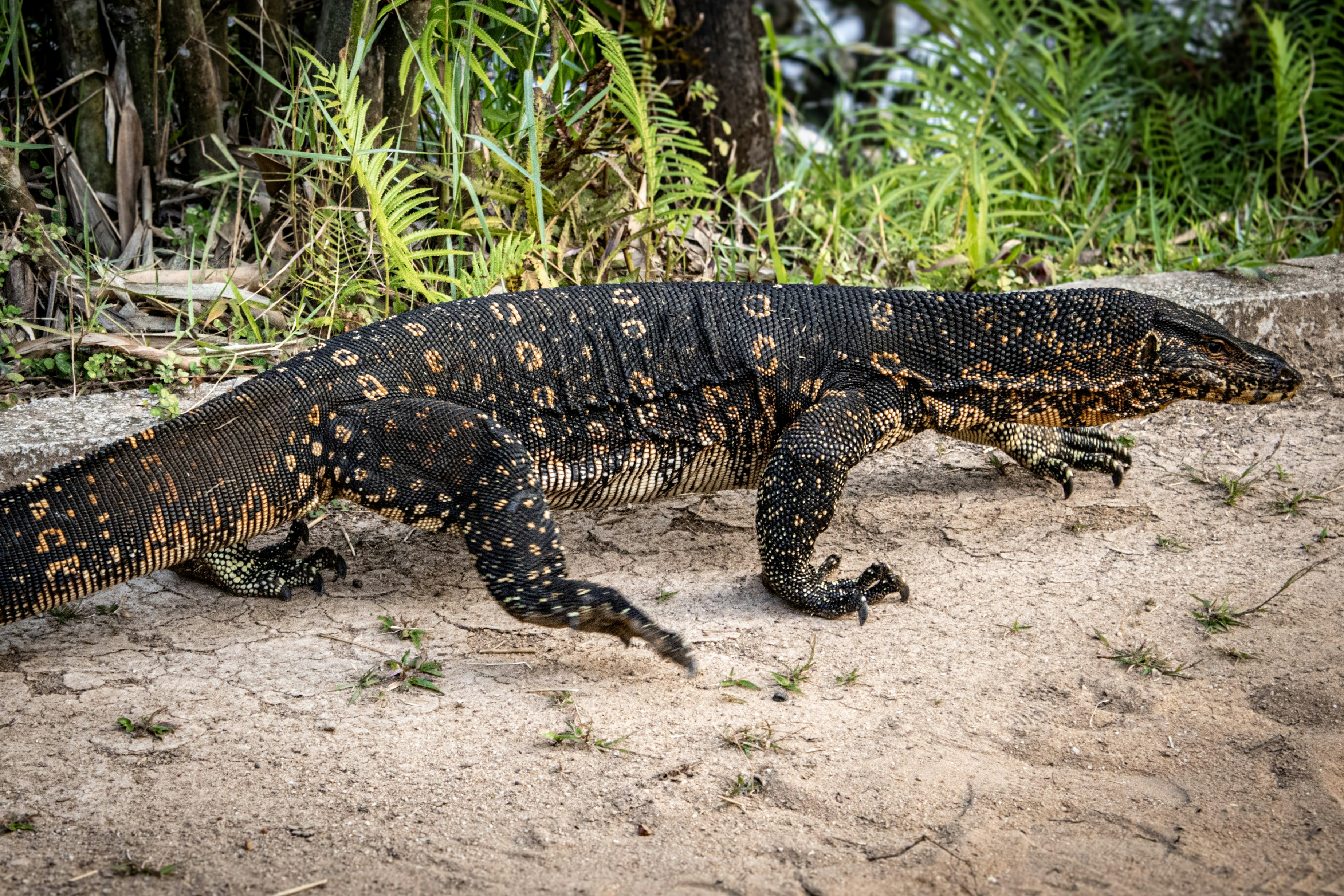 Gator stride across sandy edge under tropical greens