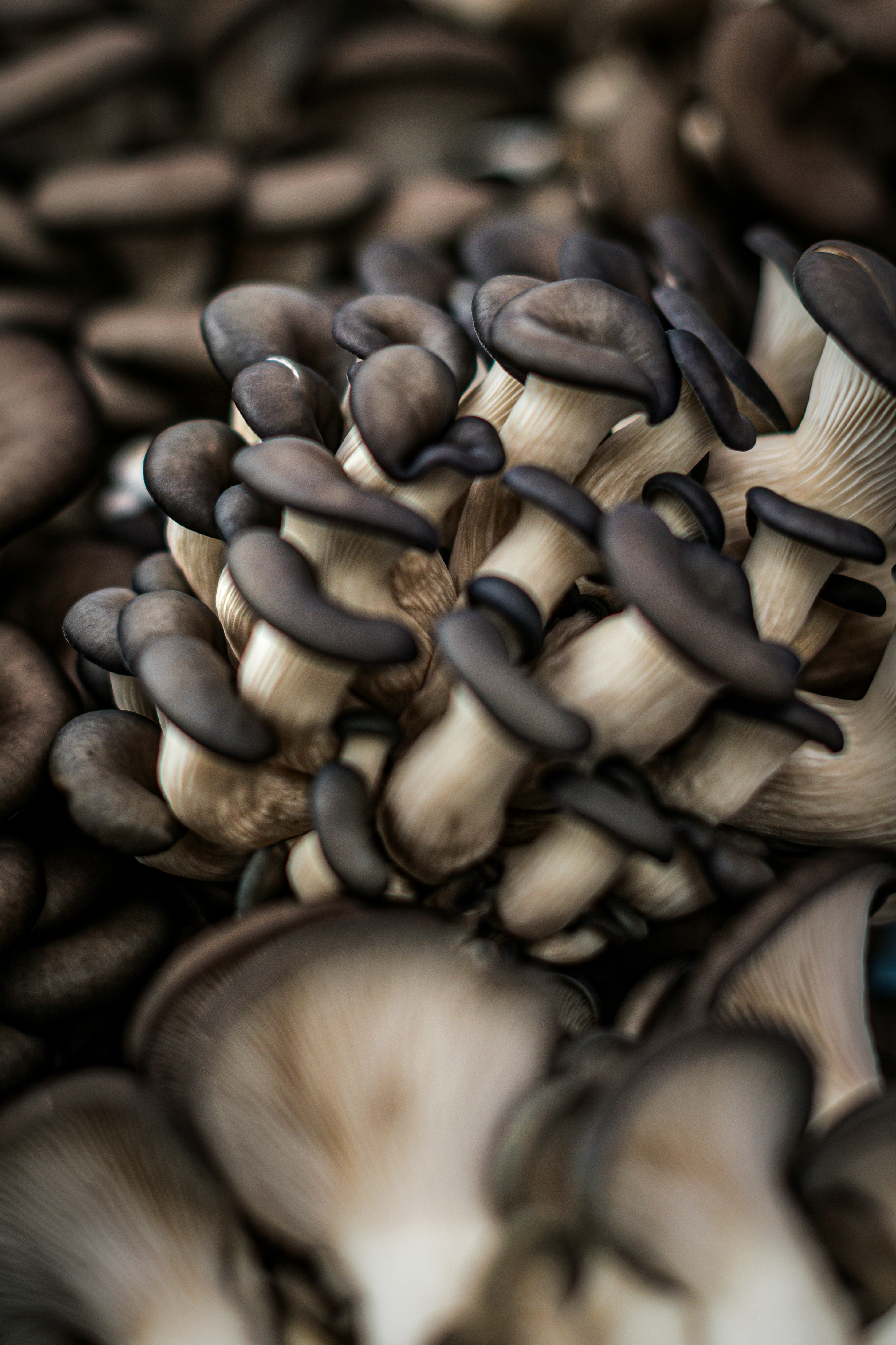Converging Fungal Fingers: A Dense Cluster of King Oyster Mushrooms