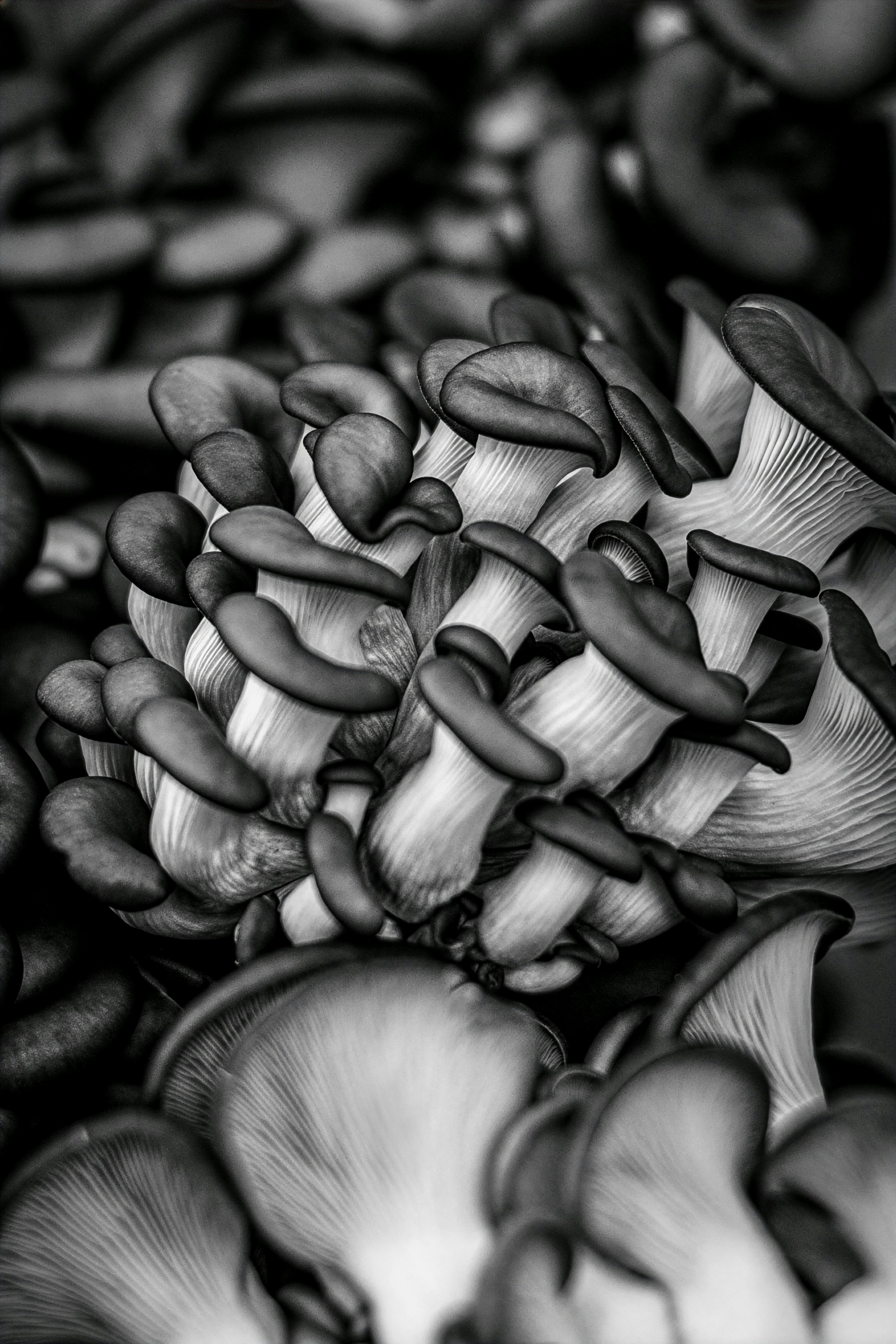 Monochrome Clusters: A Close-Up of Fungi Fronds and Their Fanned Gills