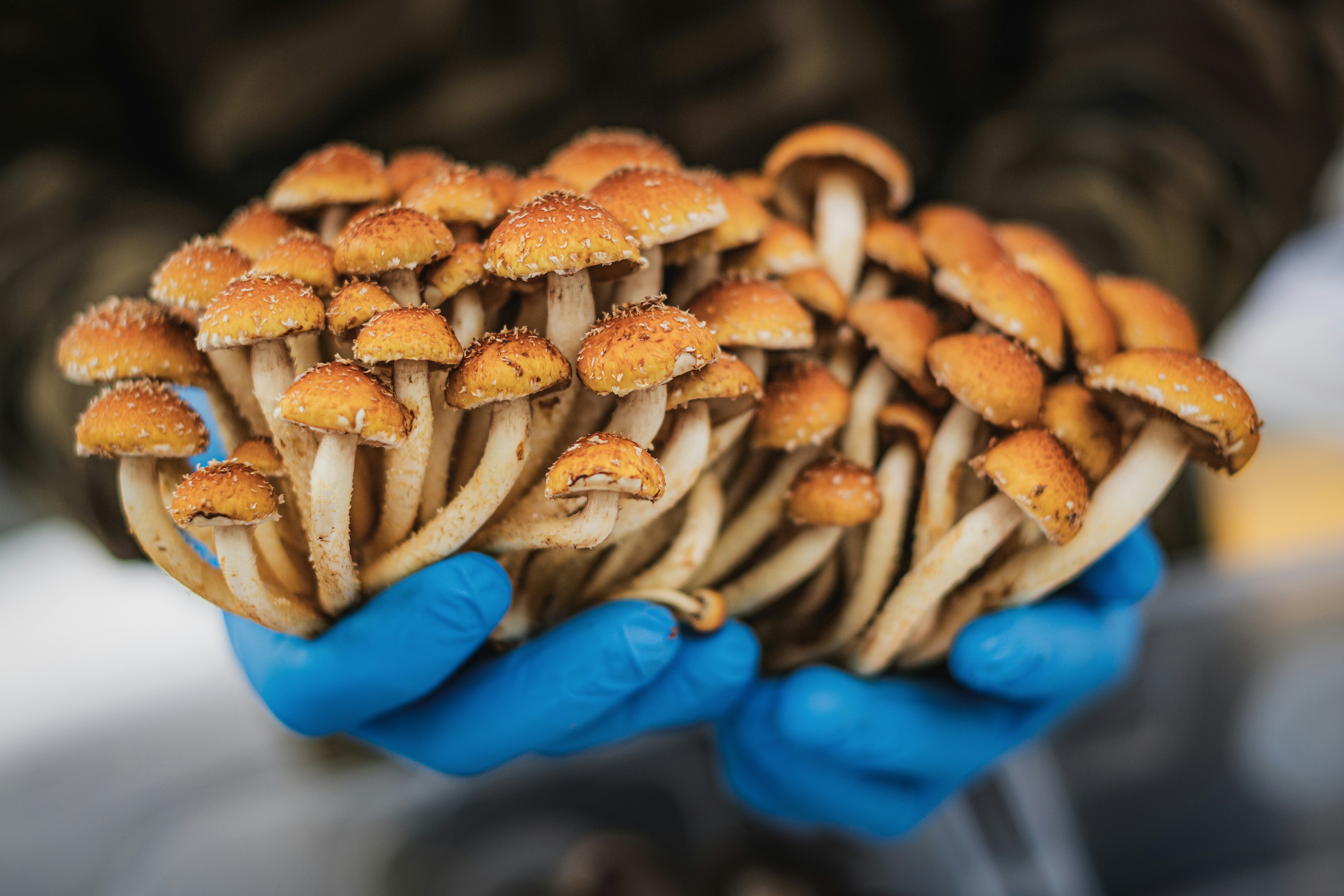 Handful of Golden Mushrooms: A Fresh Harvest Close-Up