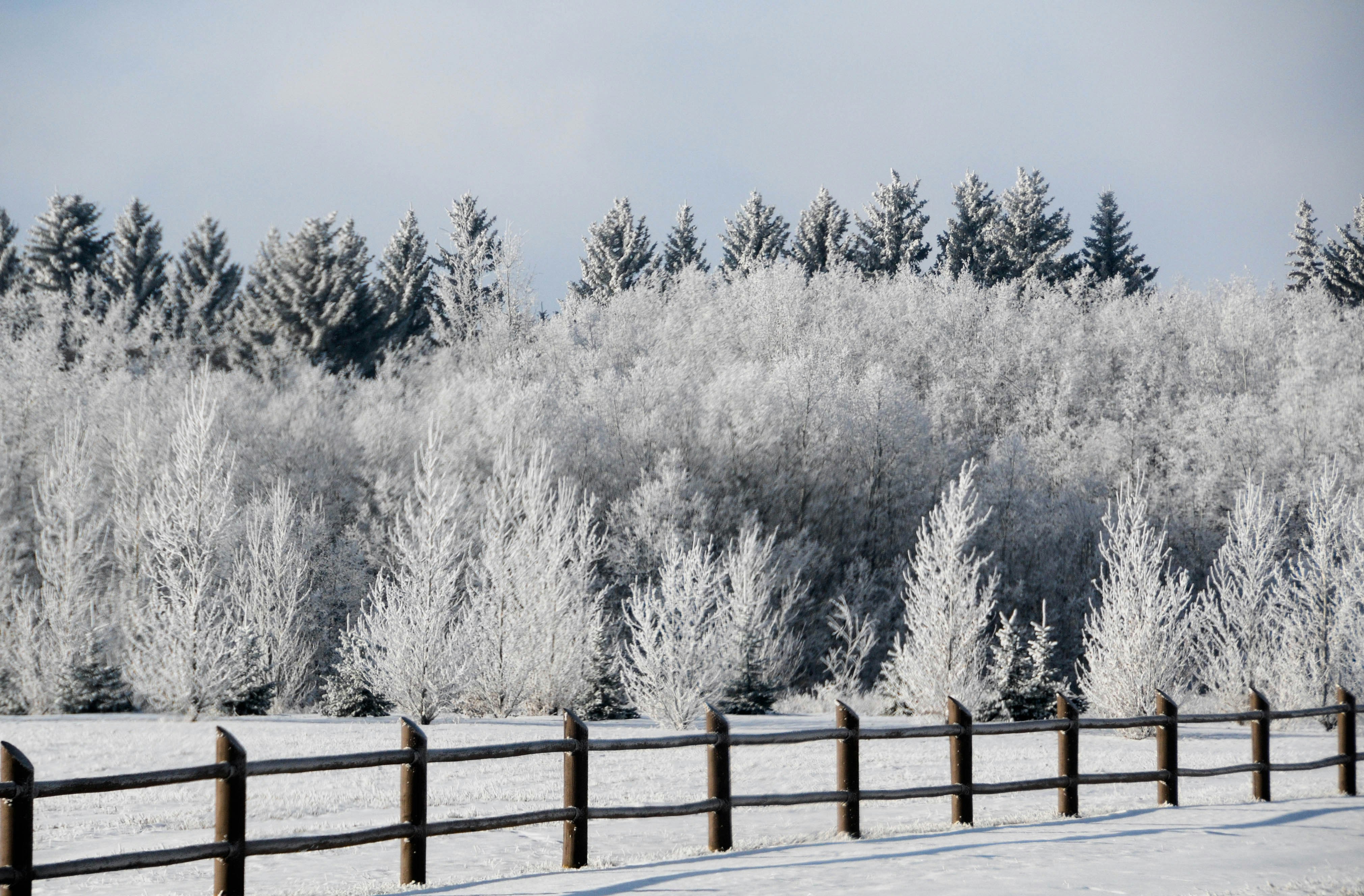 Snow-Capped Horizon: Frosted Trees Behind a Wooden Fence