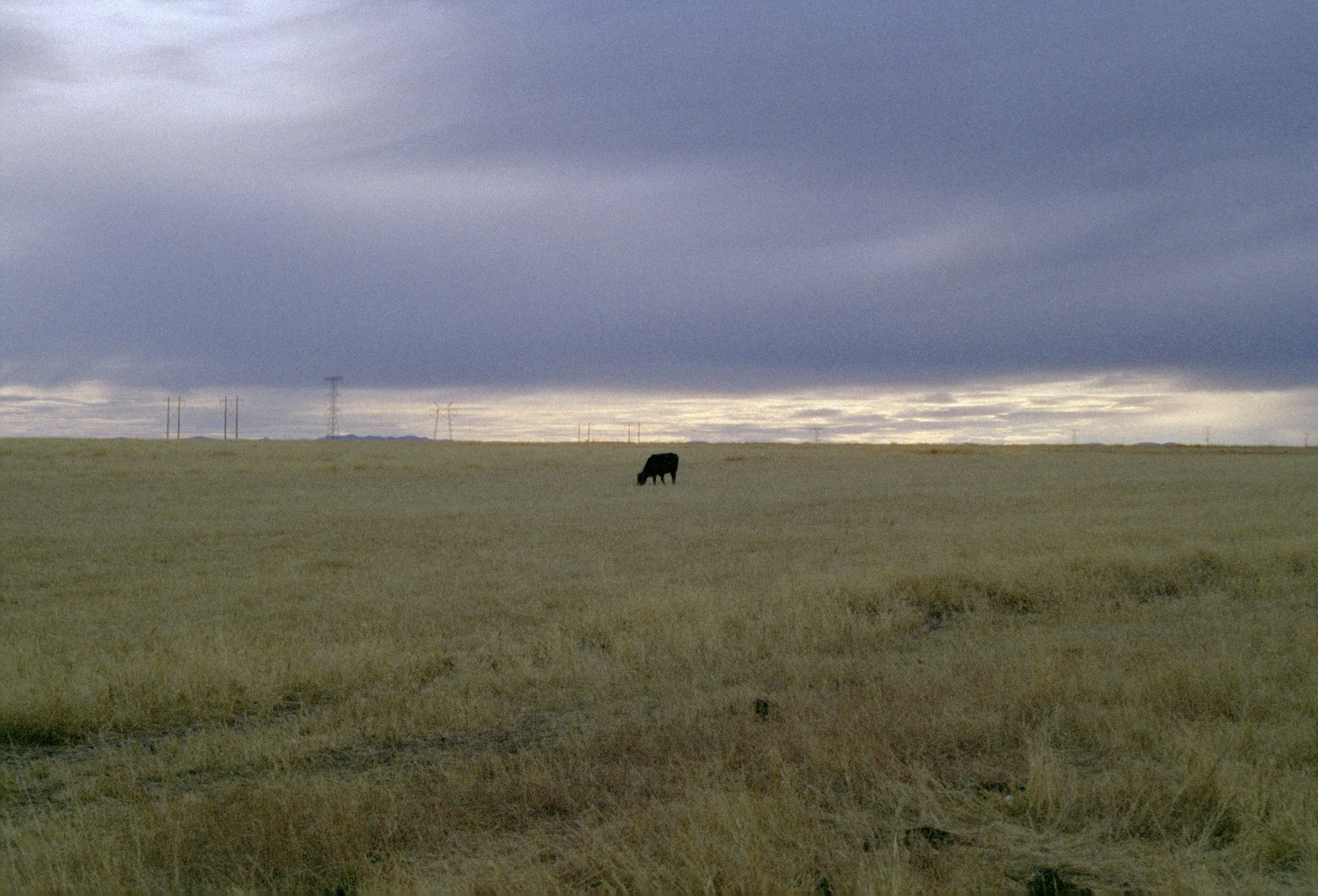  lone horse on a windswept plains at dusk