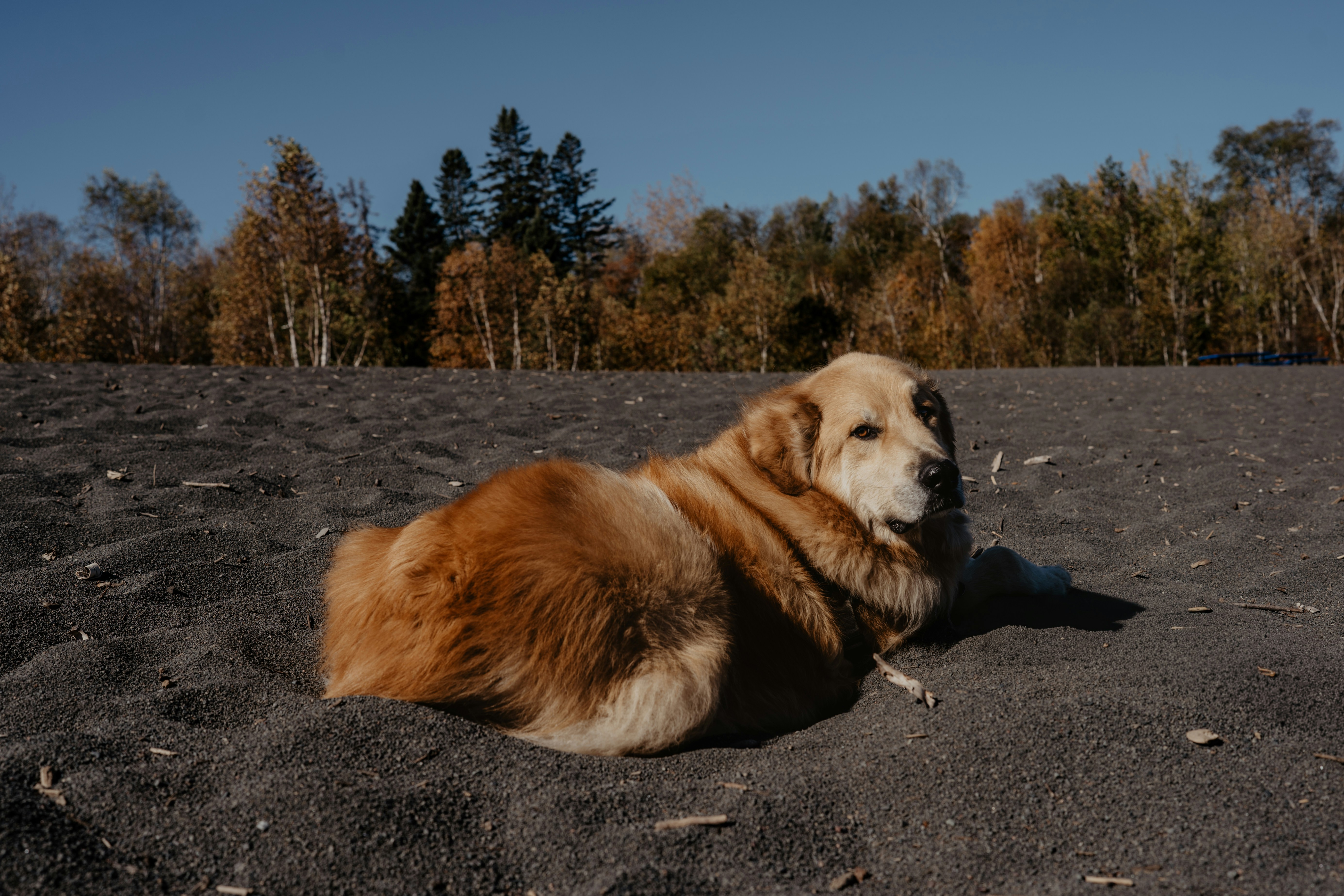 Golden Retriever at Rest on a Gravel Field as Autumn Trees Glow in the Background