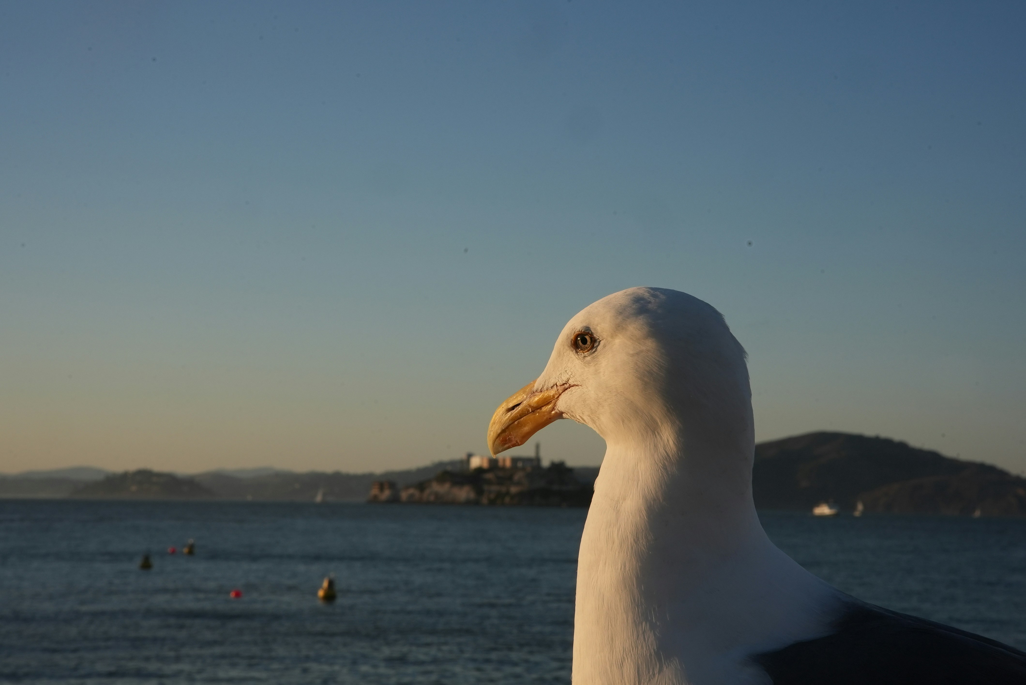 Seabreeze Seagull at Dusk: A Portrait by the Shore