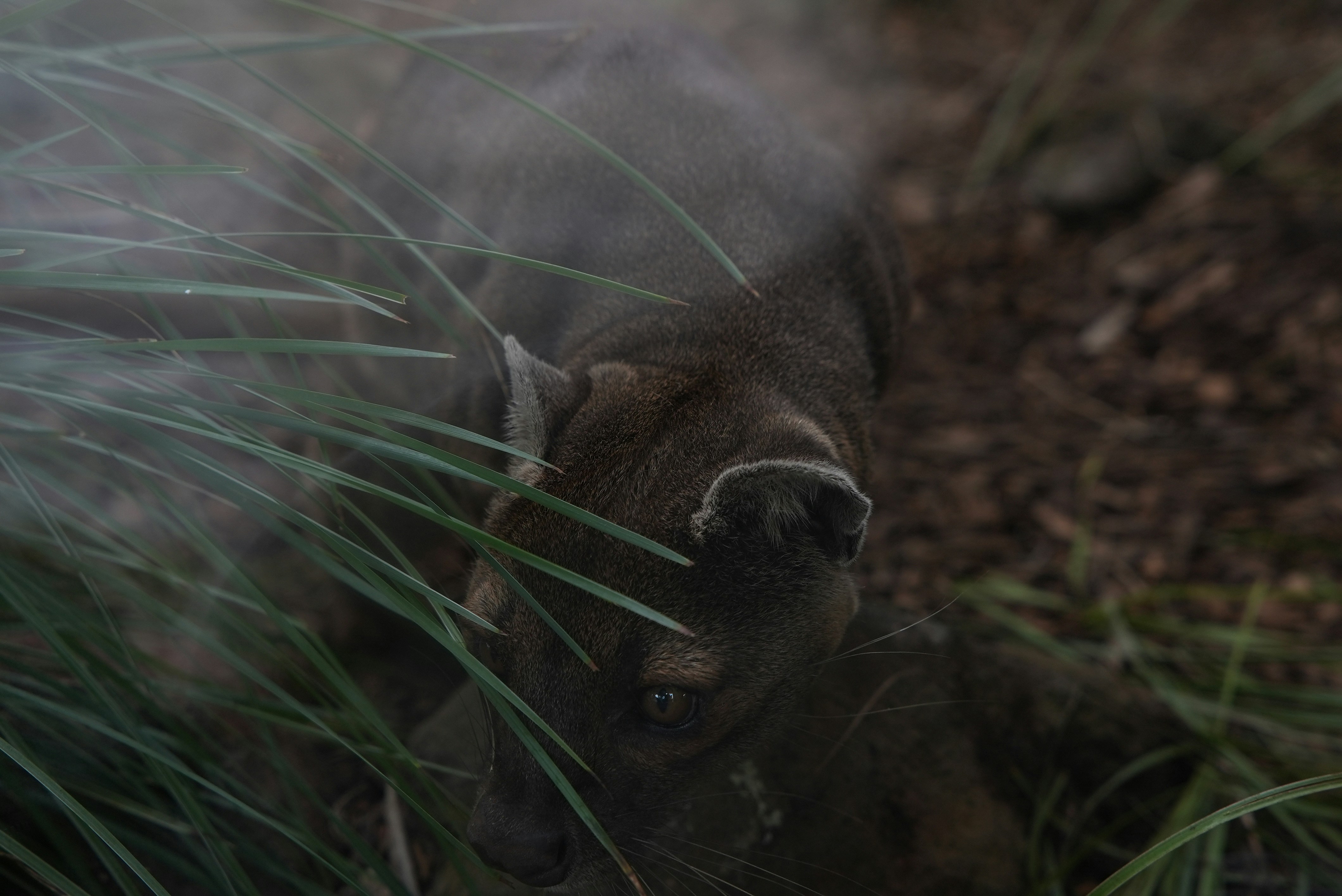Hidden in the Grass: A Tiger Quoll Nestles Under Spiky Foliage
