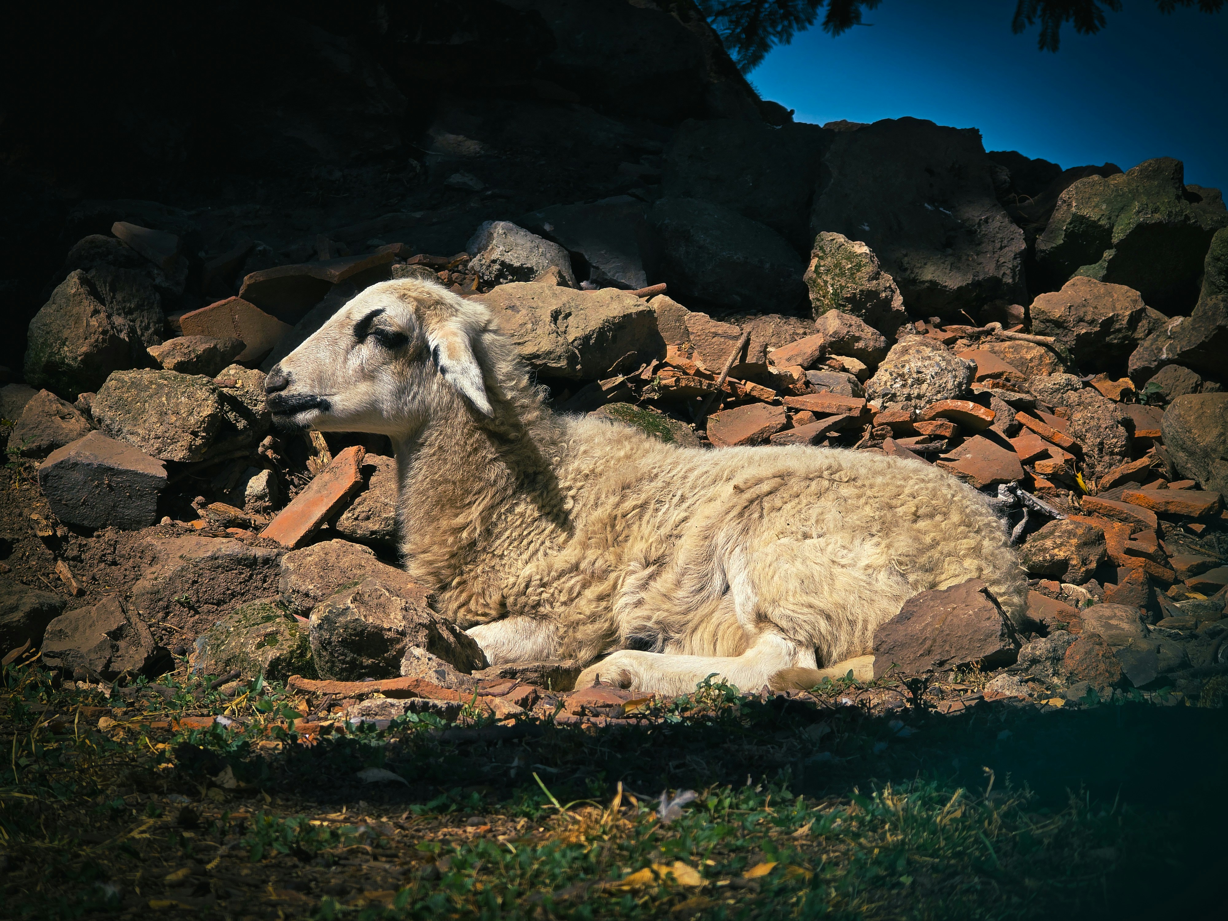 Lamb resting among sunlit rocks under a blue sky