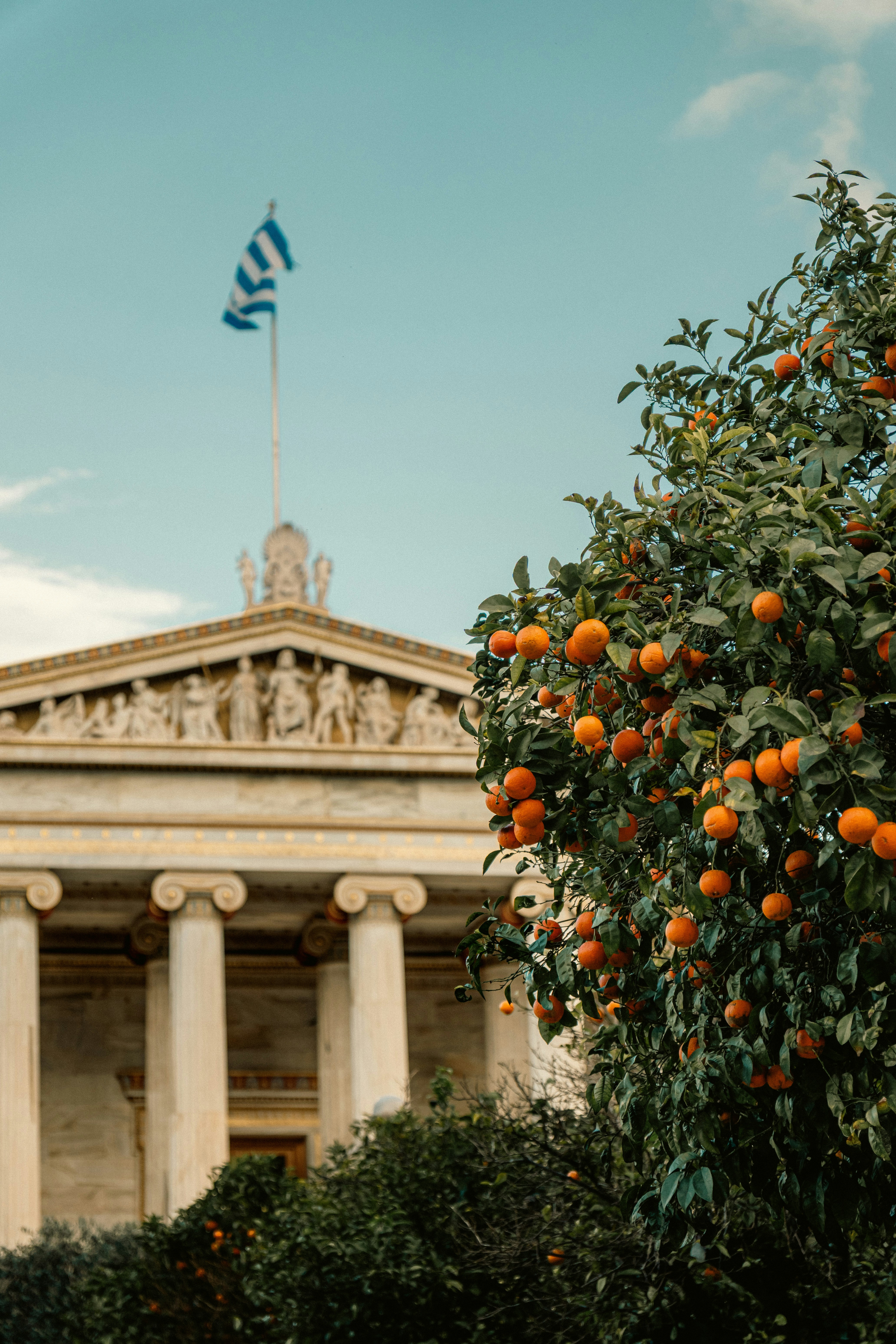 Orchard Frame: Citrus Clusters Before a Classical Facade