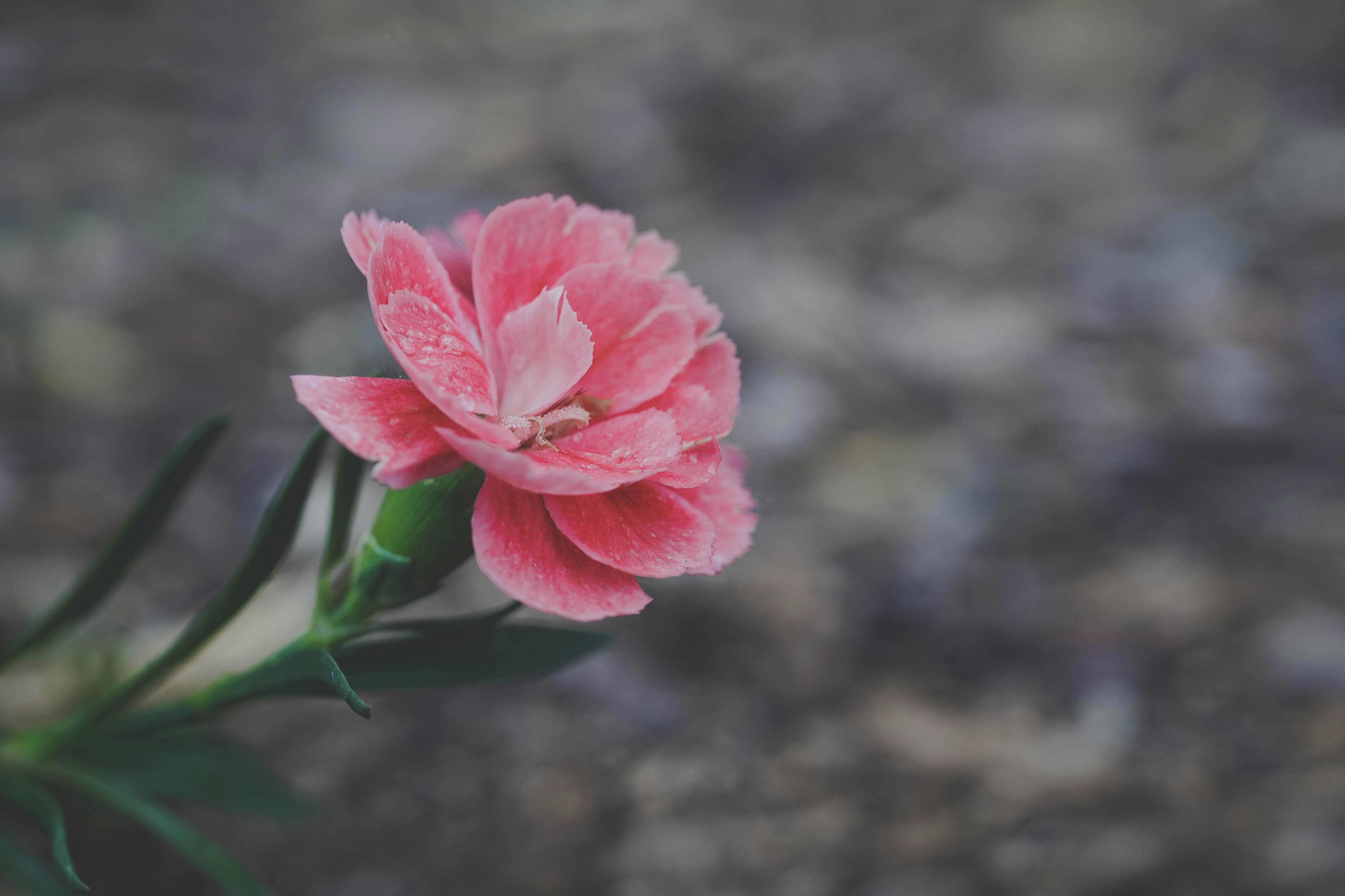 Petal in Focus: A Singular Pink Bloom Against a Blurred Stone Backdrop