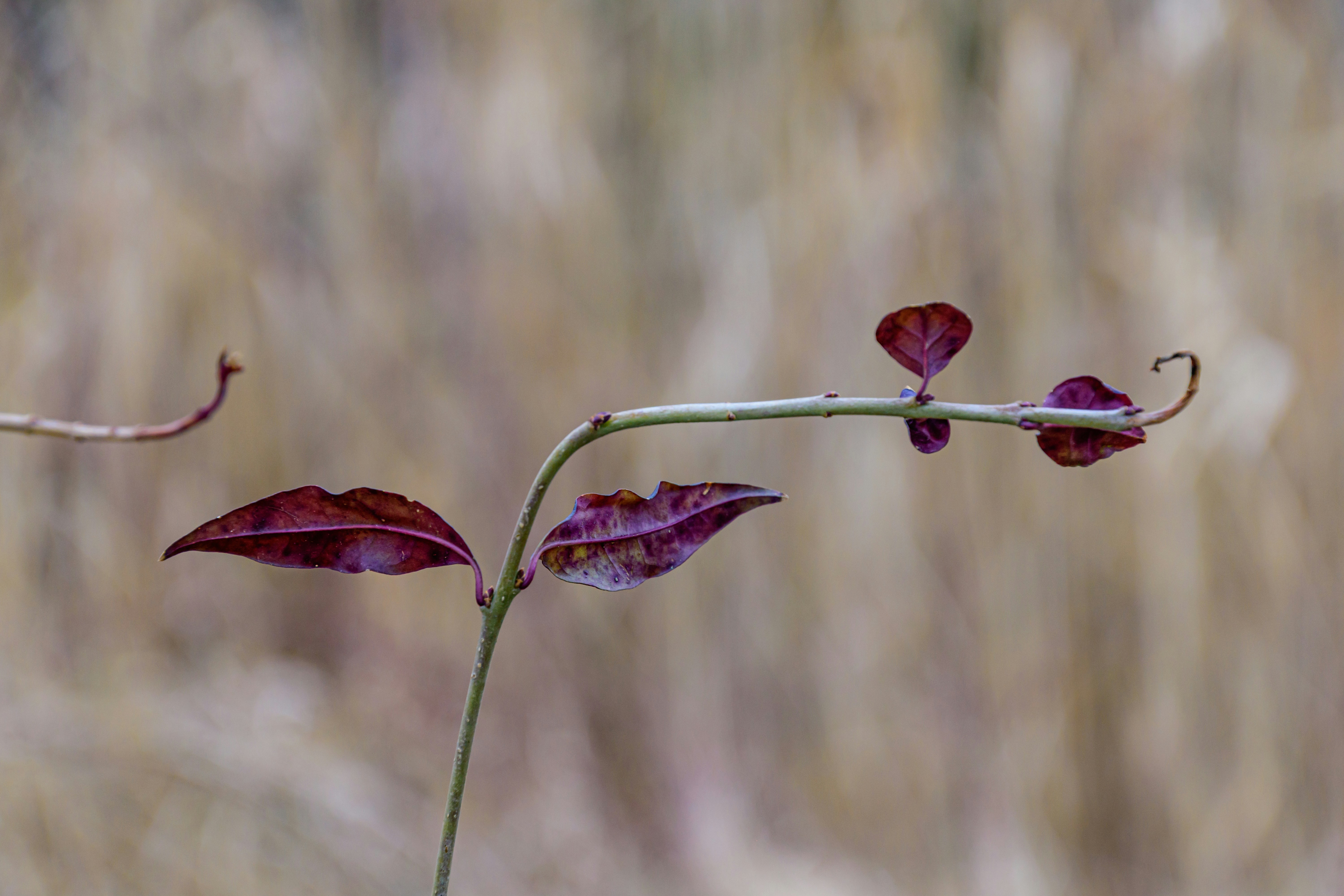 Withered Red Leaves on a Curved Stem Against a Soft Sepia Field