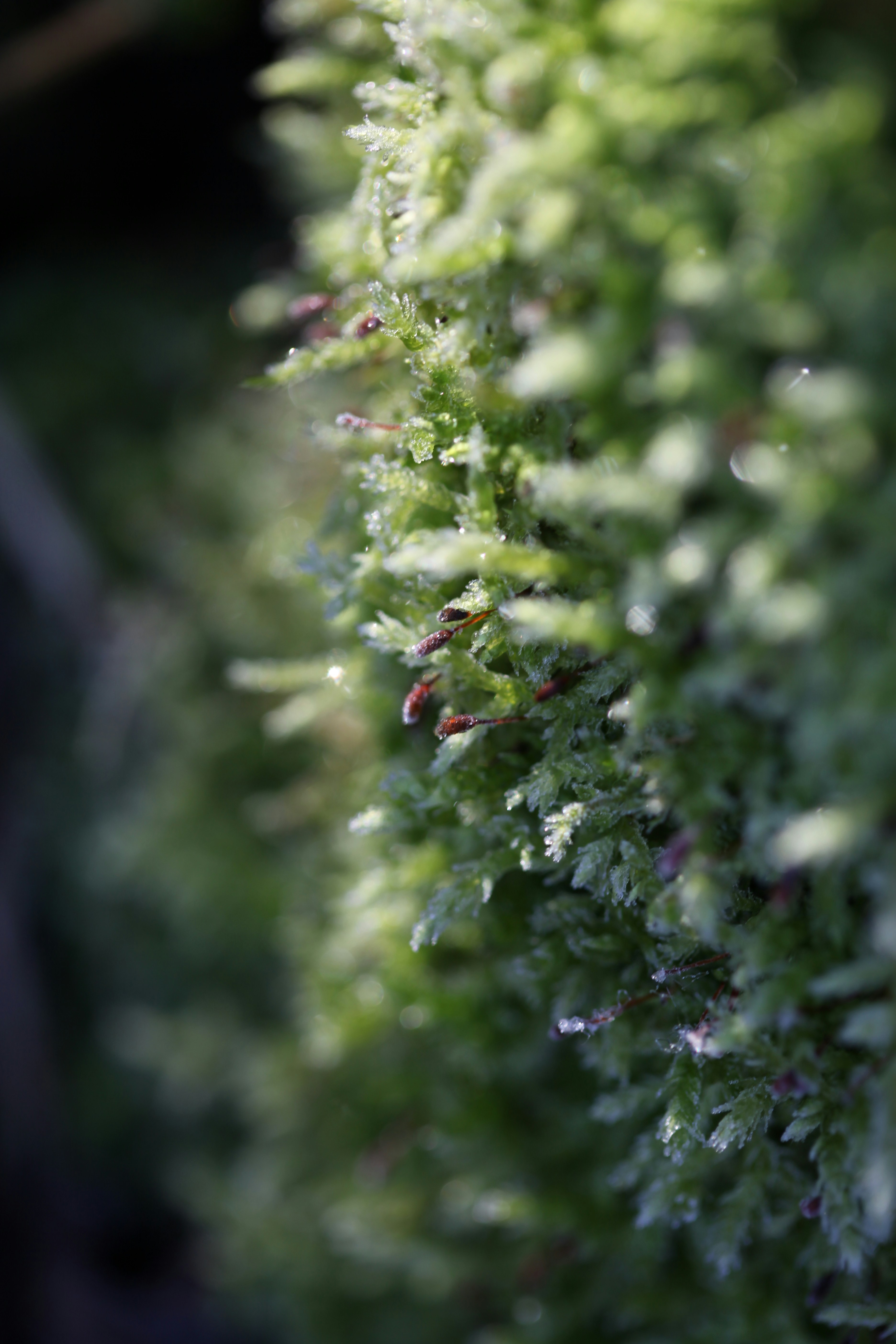 Macro Ferns in Soft Focus: Dew-Laced Greens along a Narrow Border