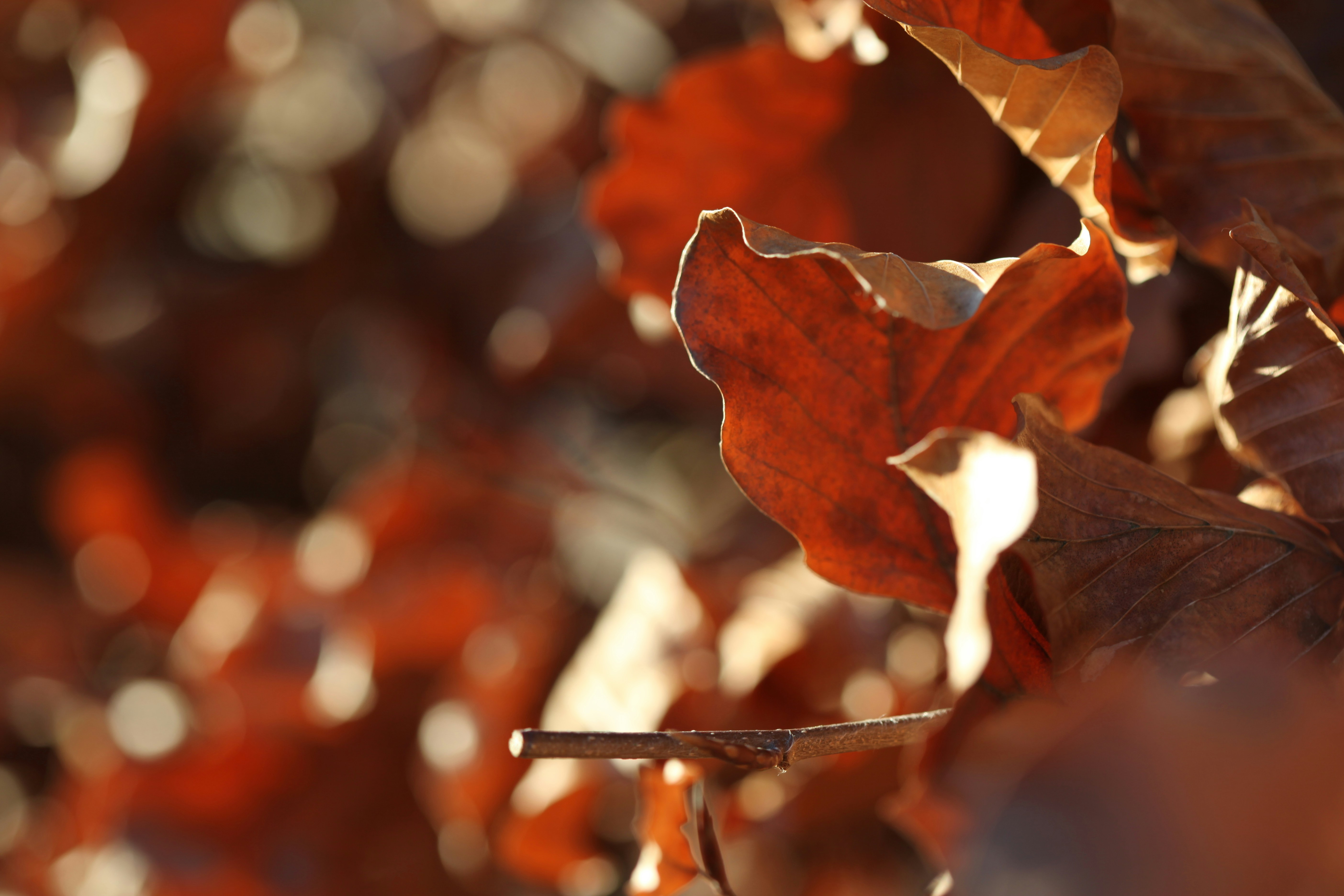 Crimson Oak Veil: Sunlit Autumn Leaf Close-Up