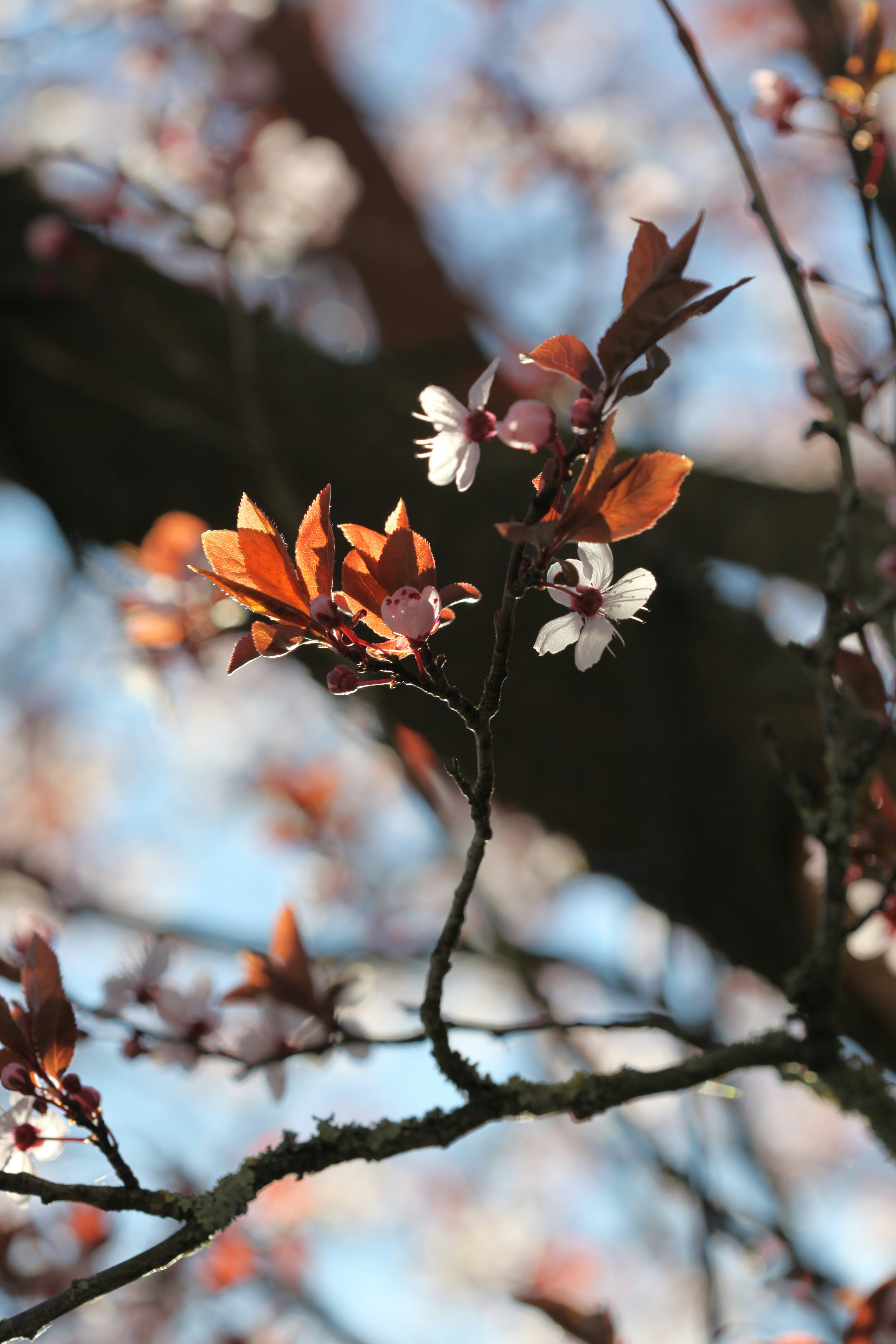 Sunlit Cherry Blooms: A Glimpse of Delicate Petals and Warm Hues