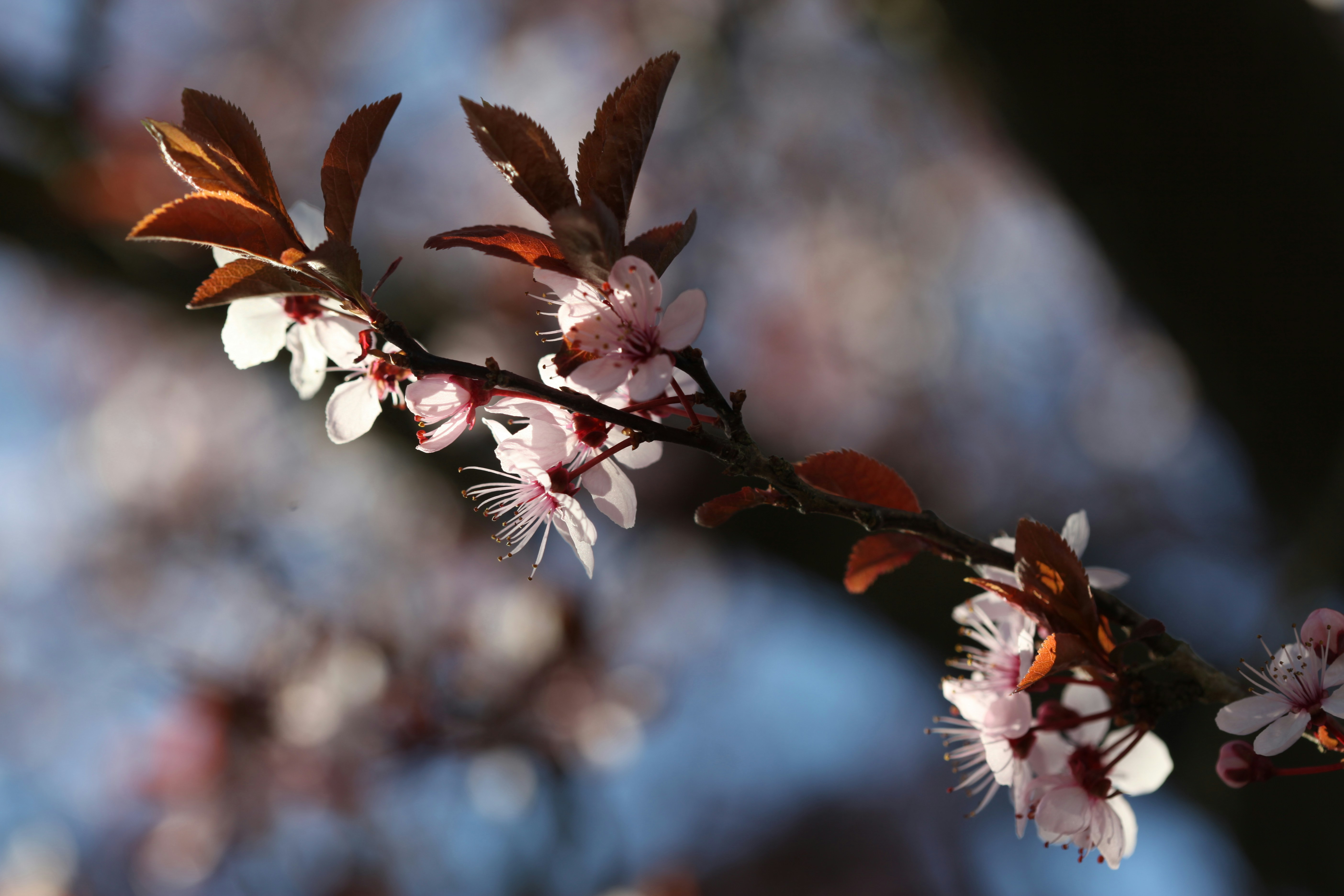 Blossoms in Focus: A Branch of Spring Light