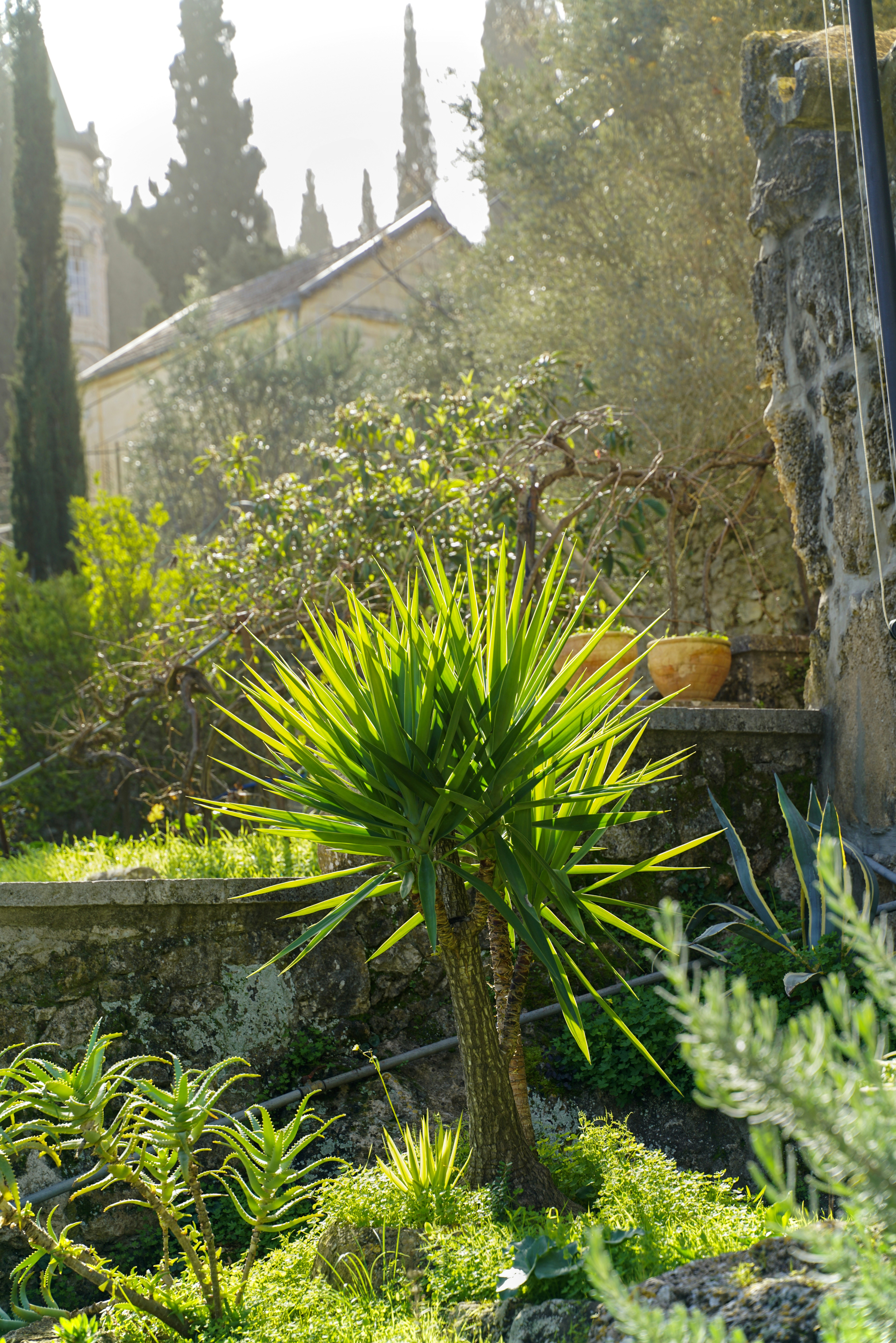 Desert Plant Spotlight in a Sunlit Mediterranean Garden