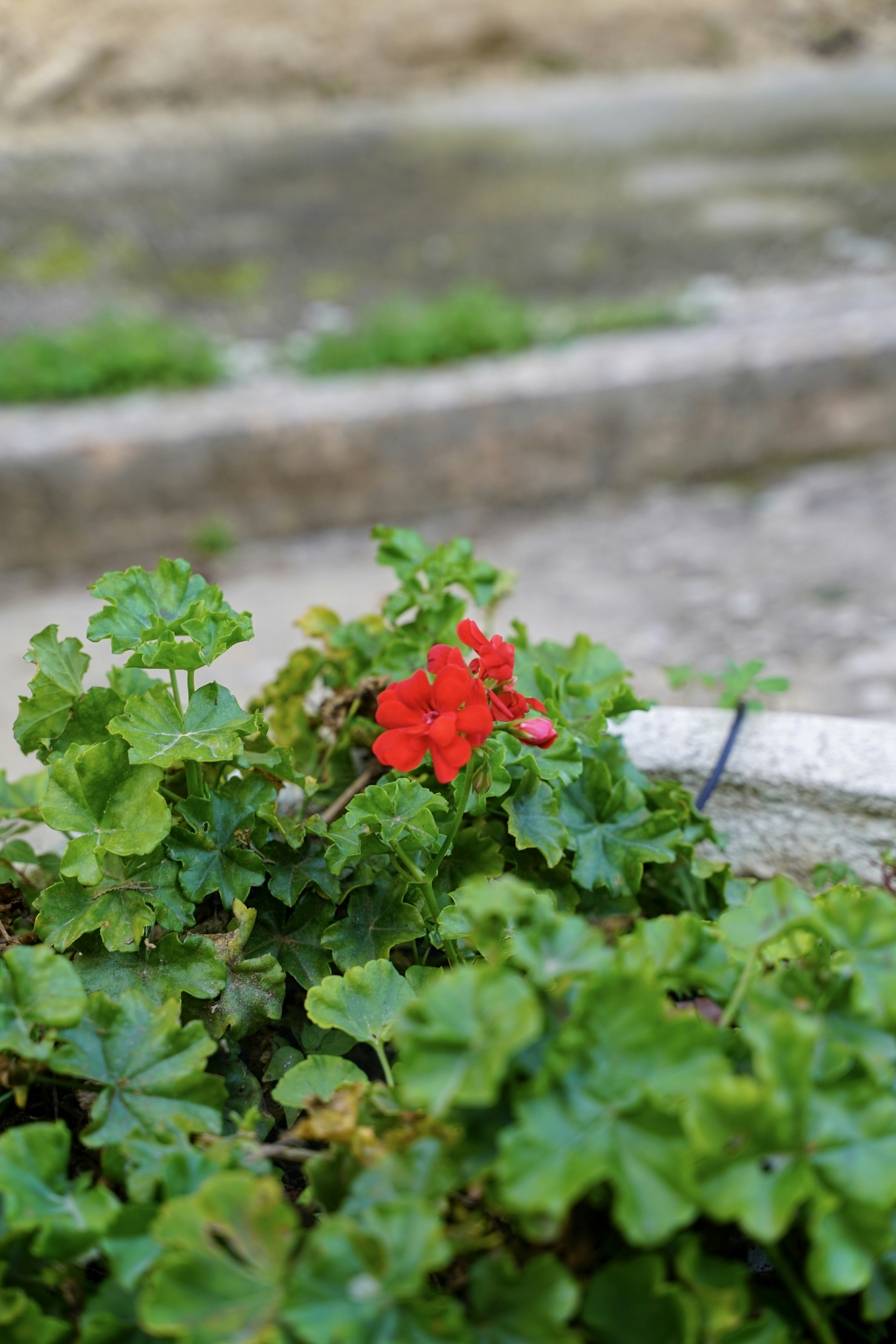Red Geranium Spotlight in a Nest of Greenery