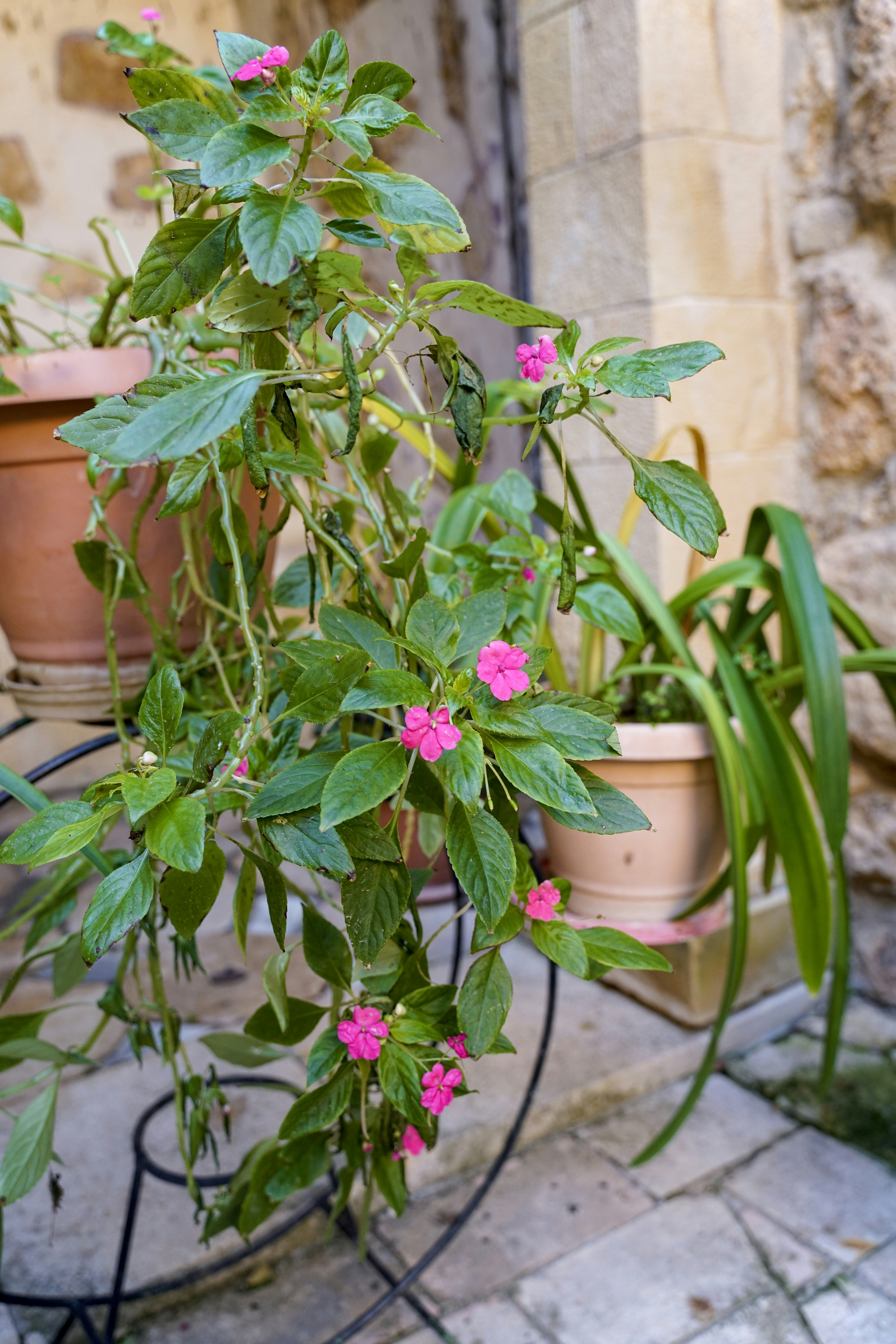 Pink blooms weaving through a sunlit courtyard vine