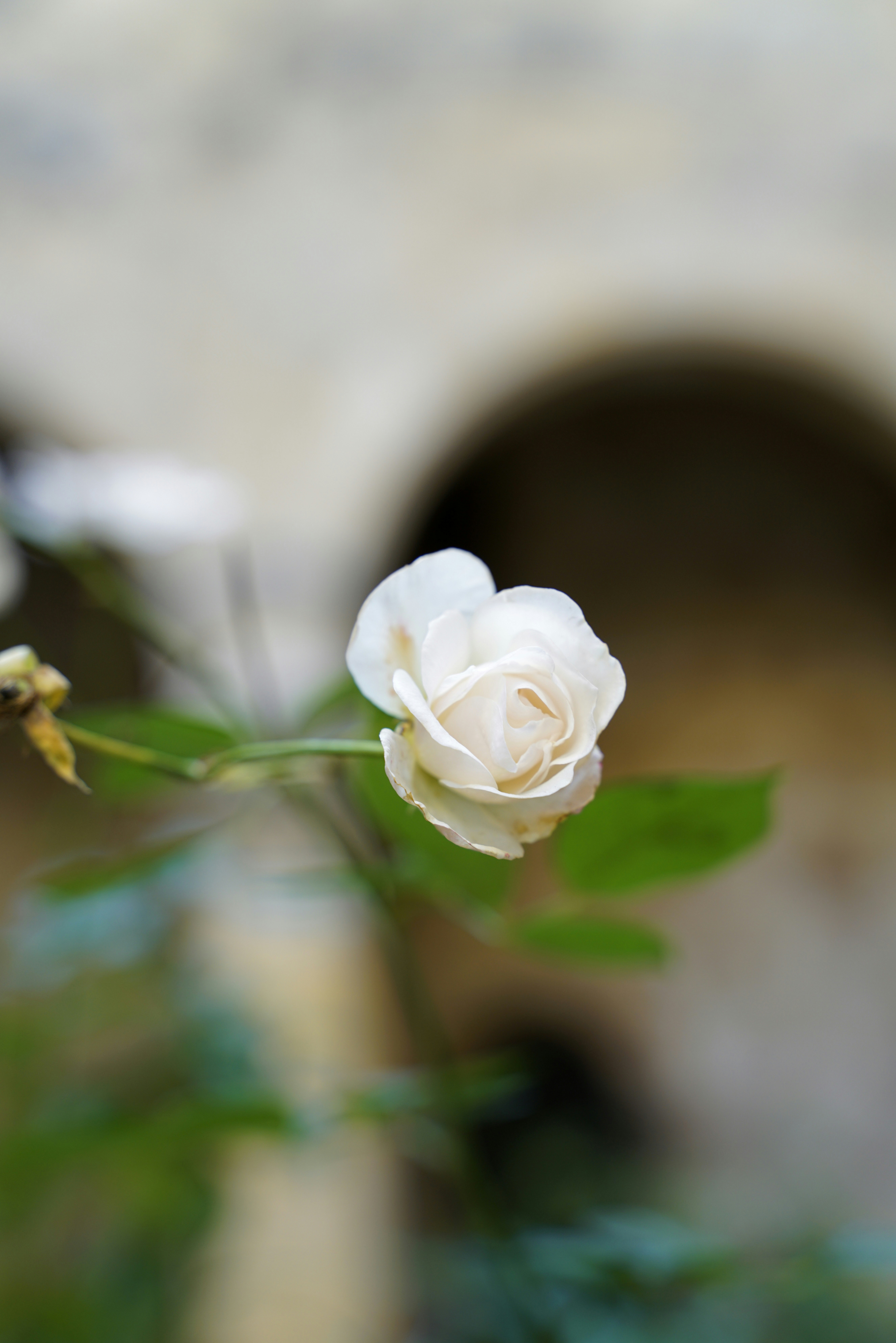 White Rose in Focus Against a Soft Stone Backdrop