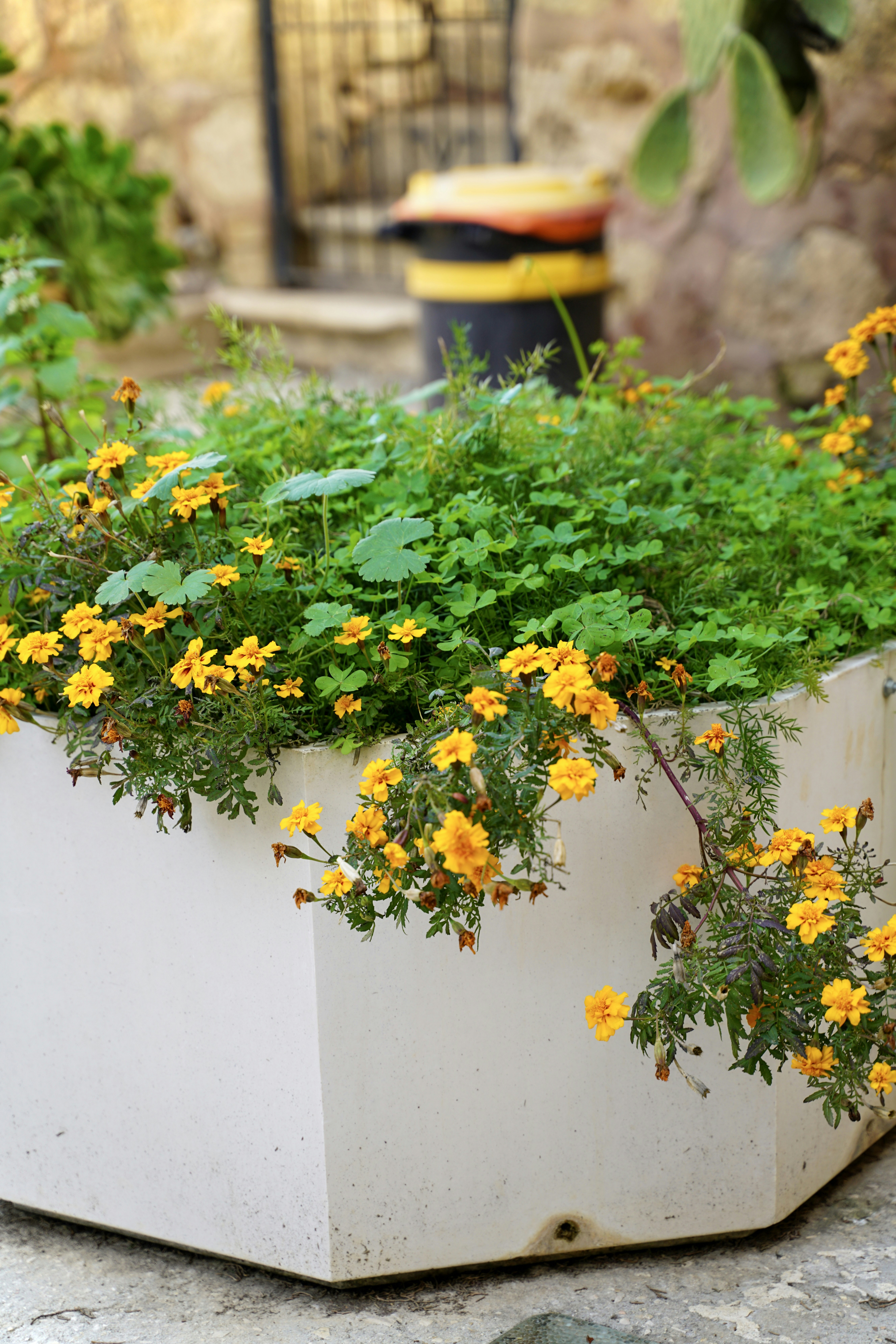 Sunny Terrace Oasis: A White Planter Bursting with Yellow Florals