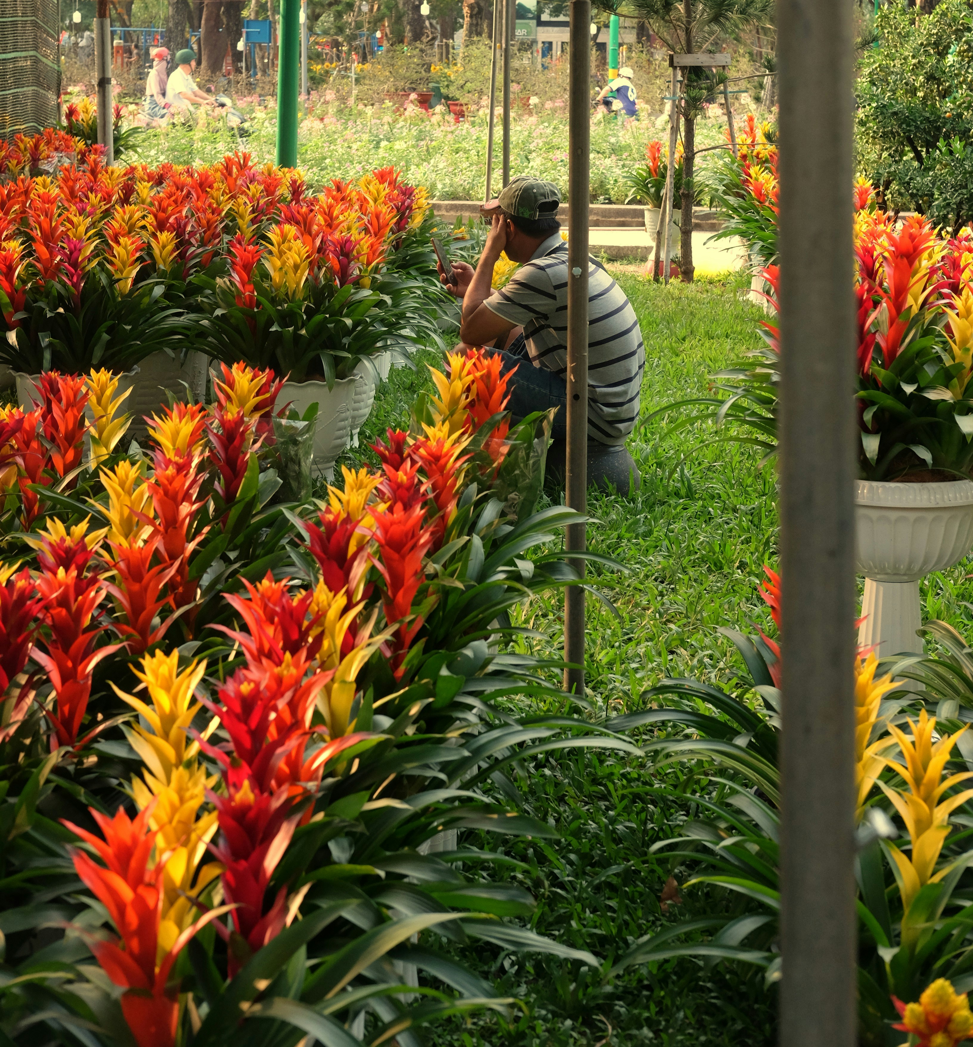 A Quiet Moment Among Flame-Tipped Blooms: Portrait of Attendance