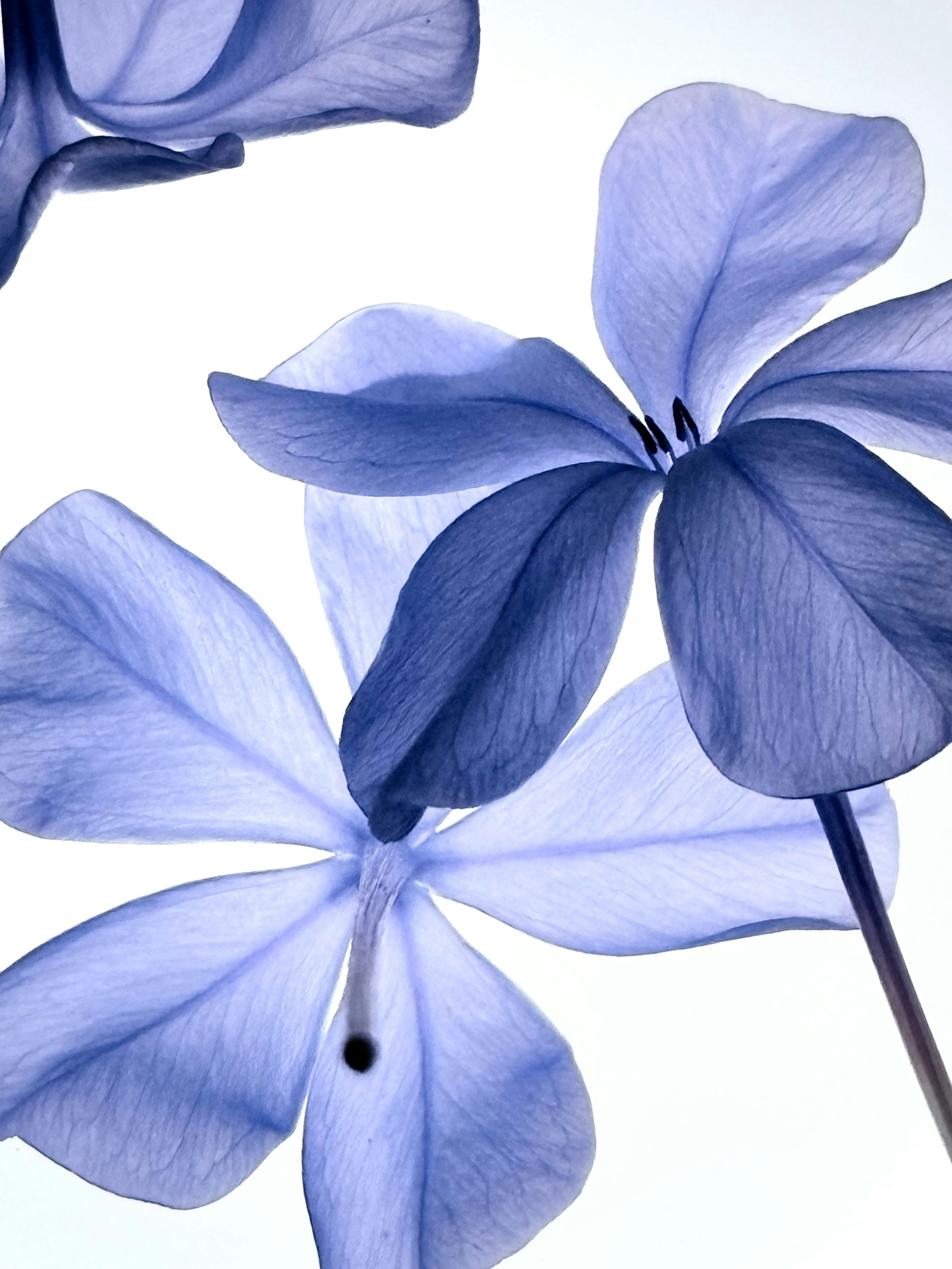 Blue Petals in High-Key Silence